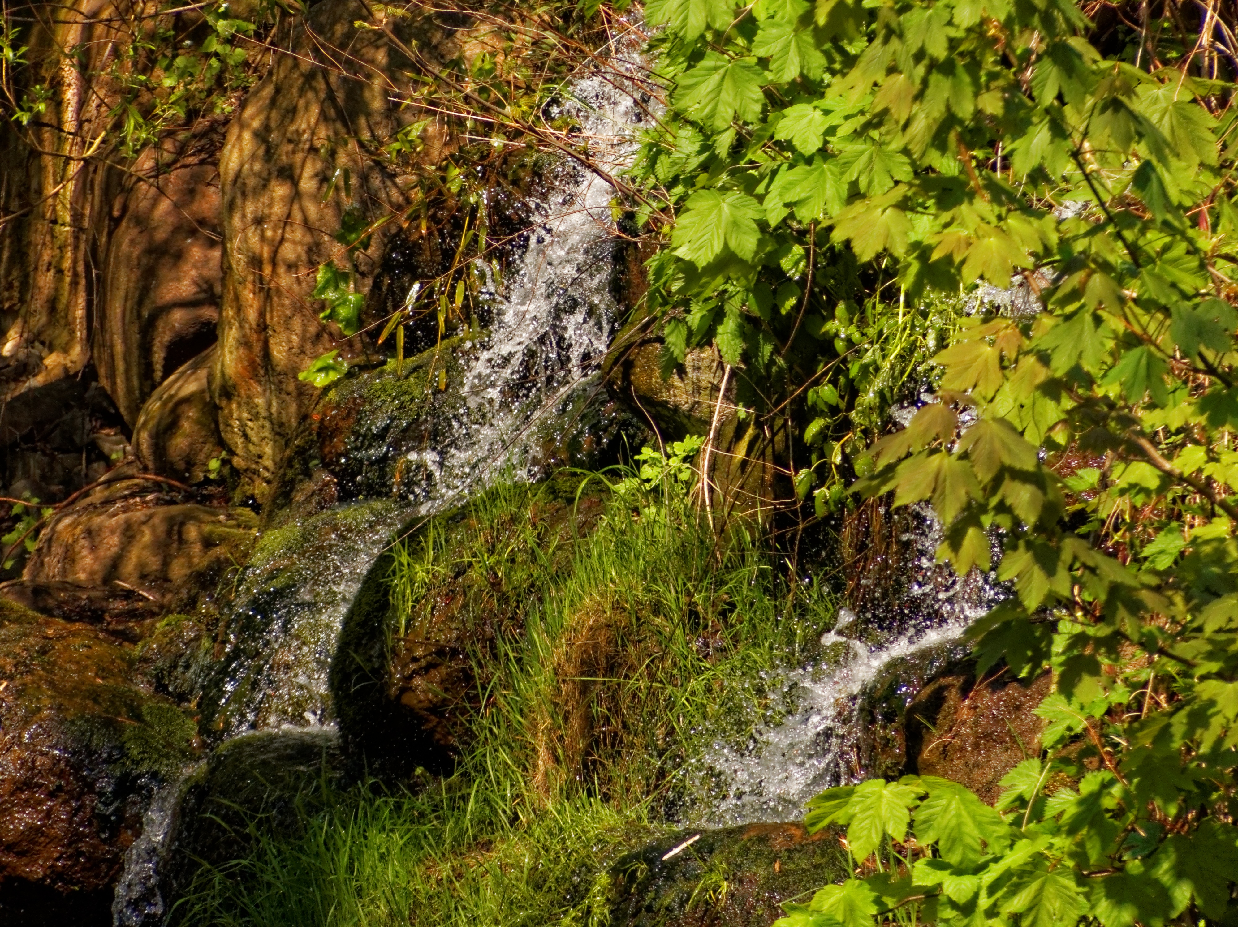 Nature Jungle Small free image download