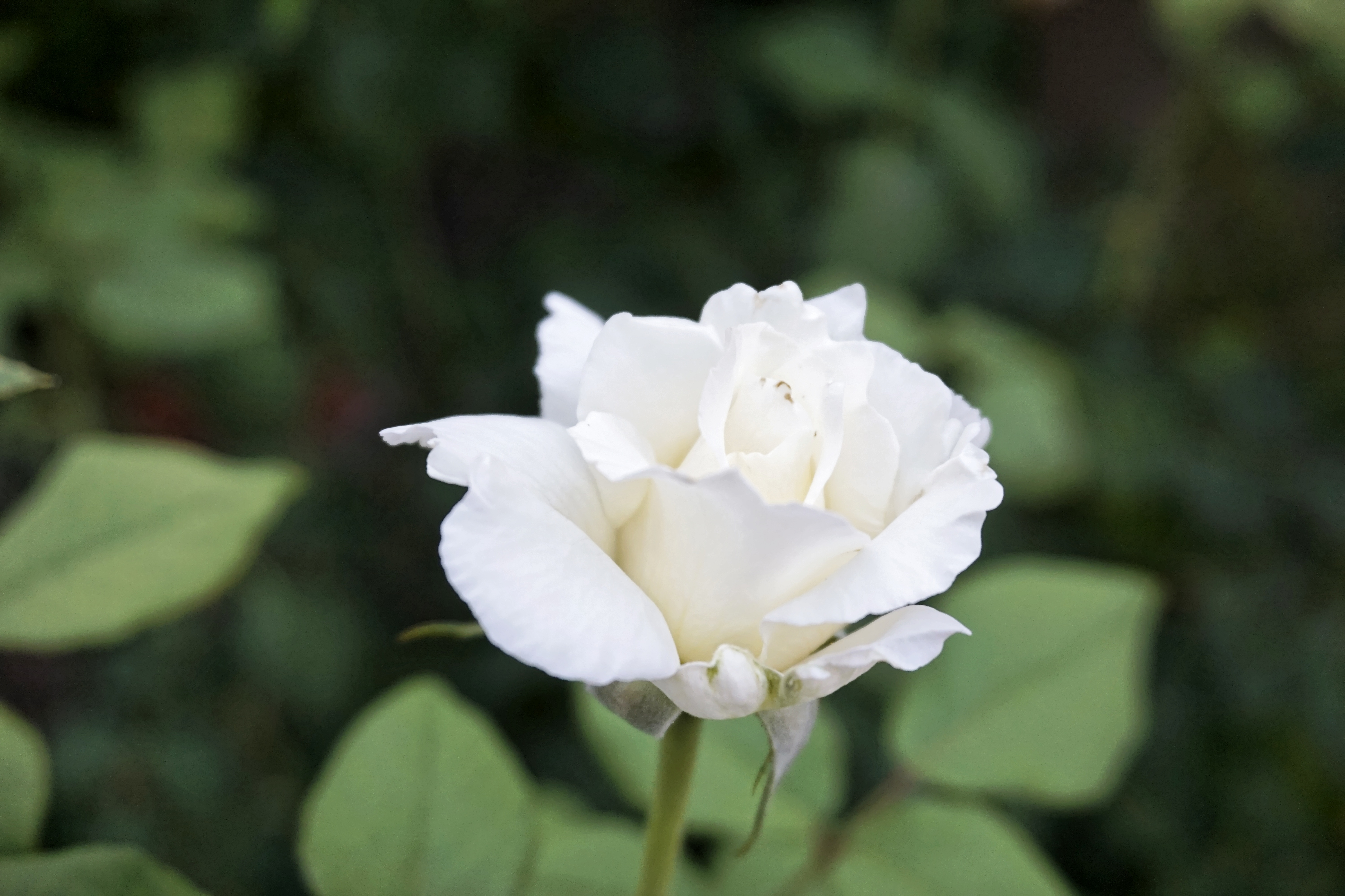 White Rose Romance free image download