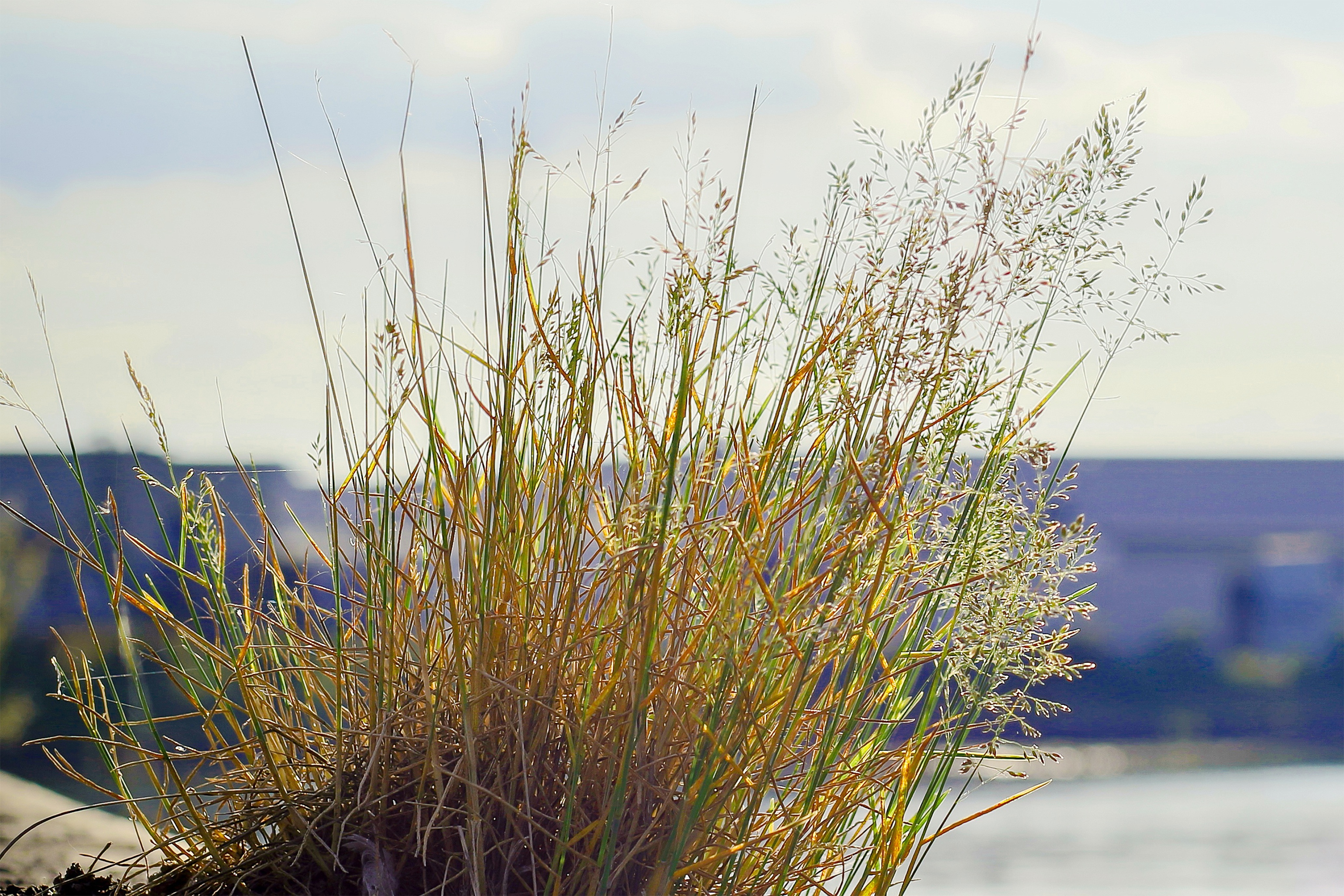 Nature Blades Of Grass Meadow free image download