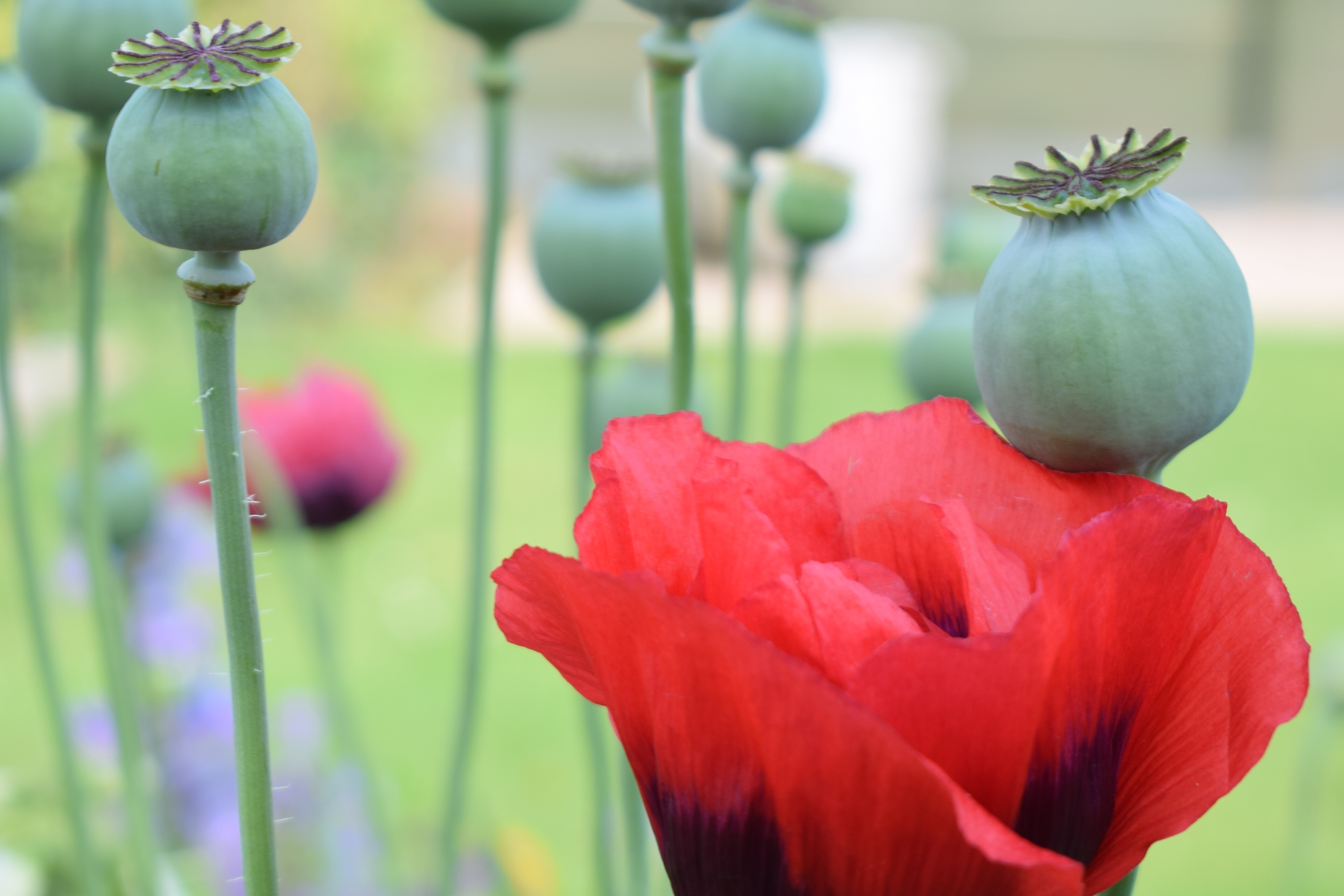 Poppies Flower Poppy free image download