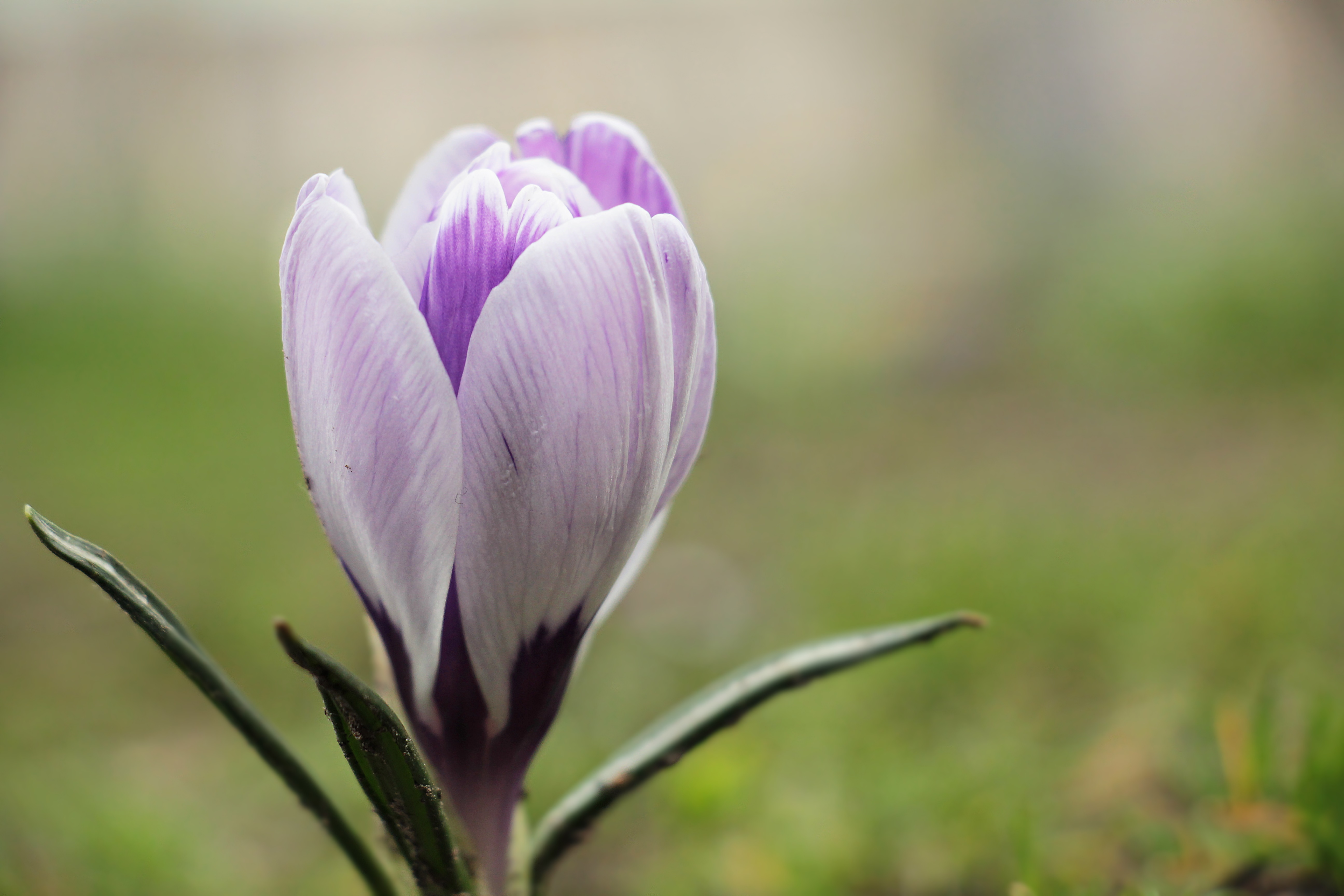 Crocus Flower Spring free image download