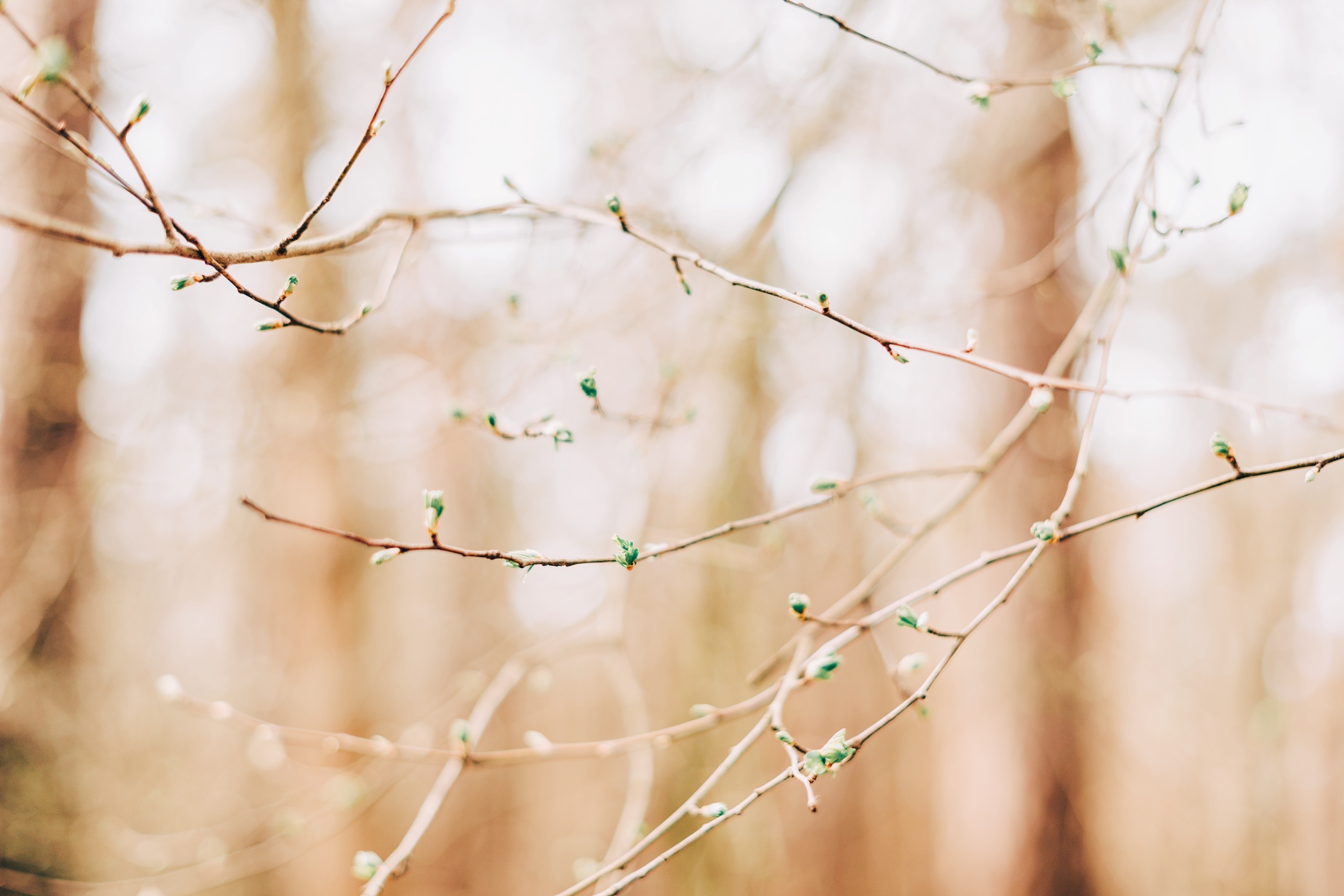 Flower Green Petal free image download