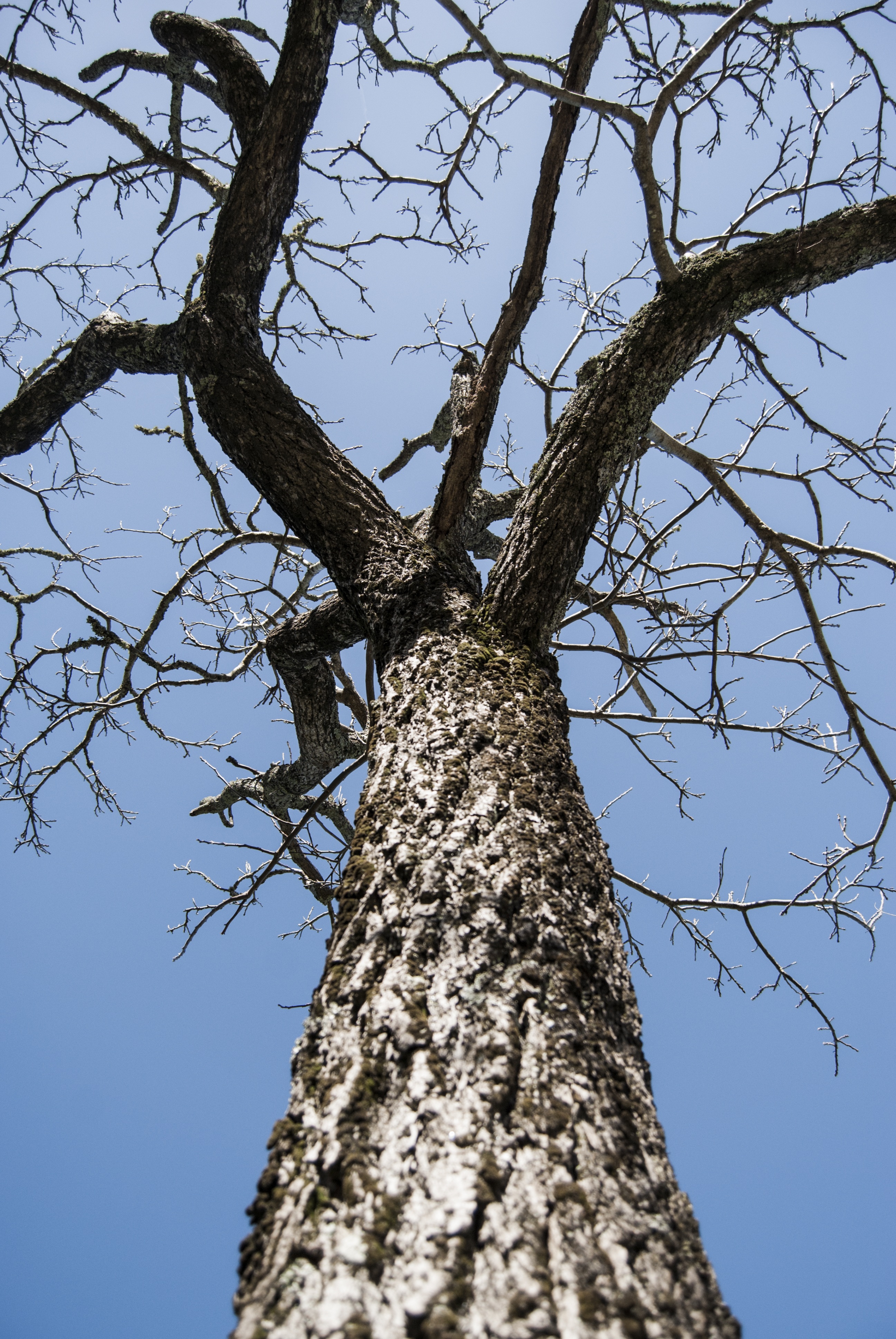 Tree Twigs Old free image download