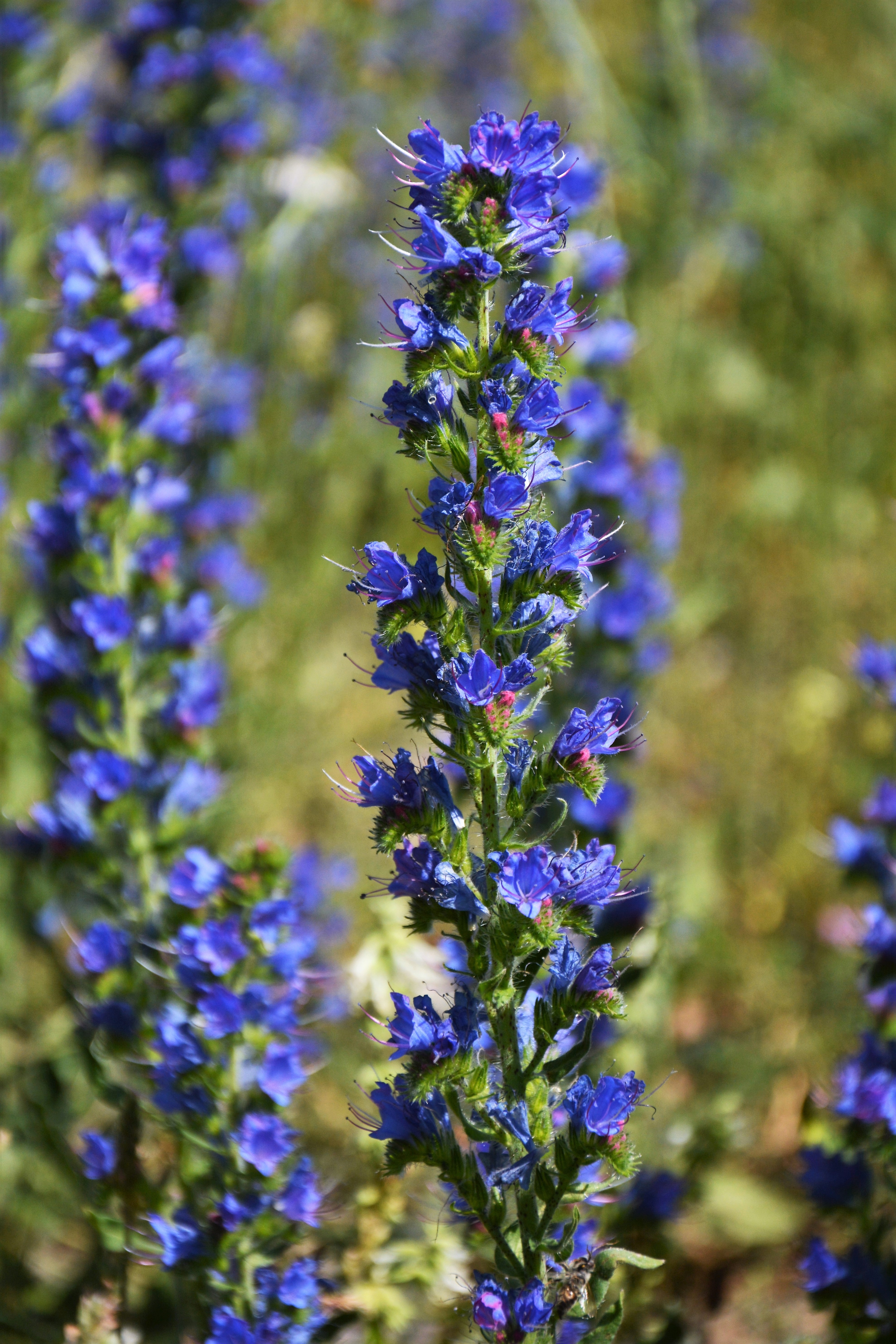 Wild long flower in a meadow free image download