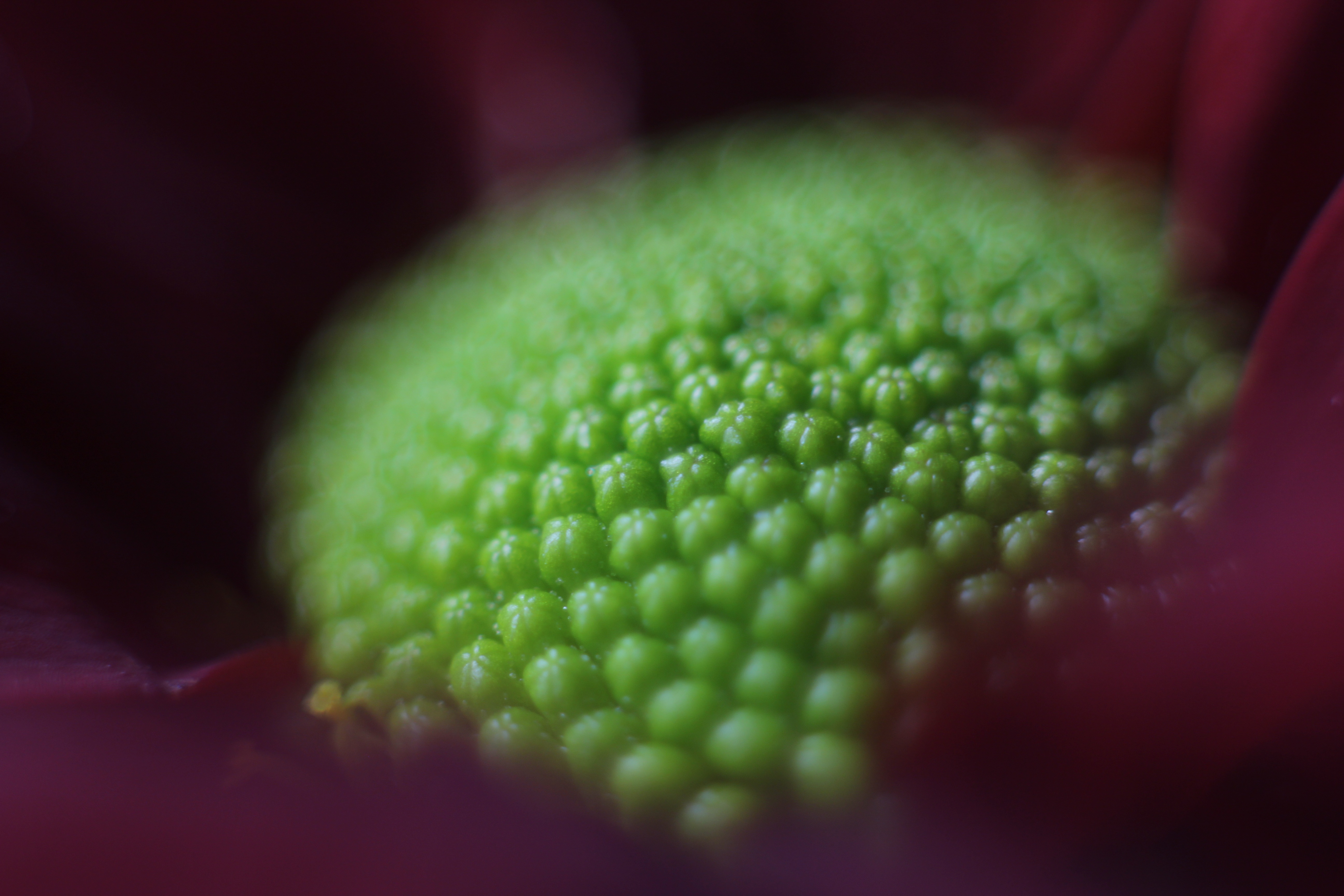 Macro photo of green Flower bloom free image download
