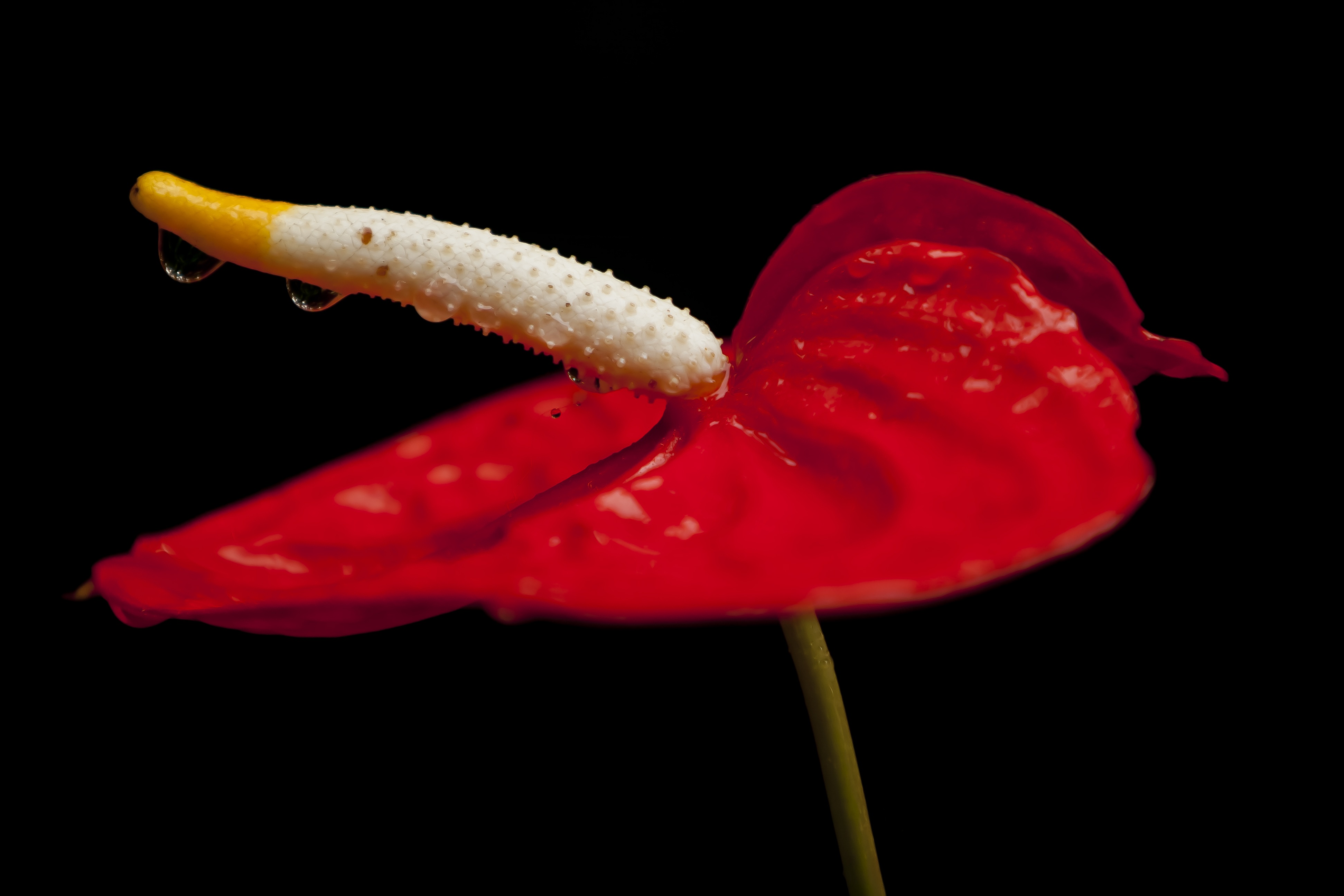 Nature Flower Anthurium free image download