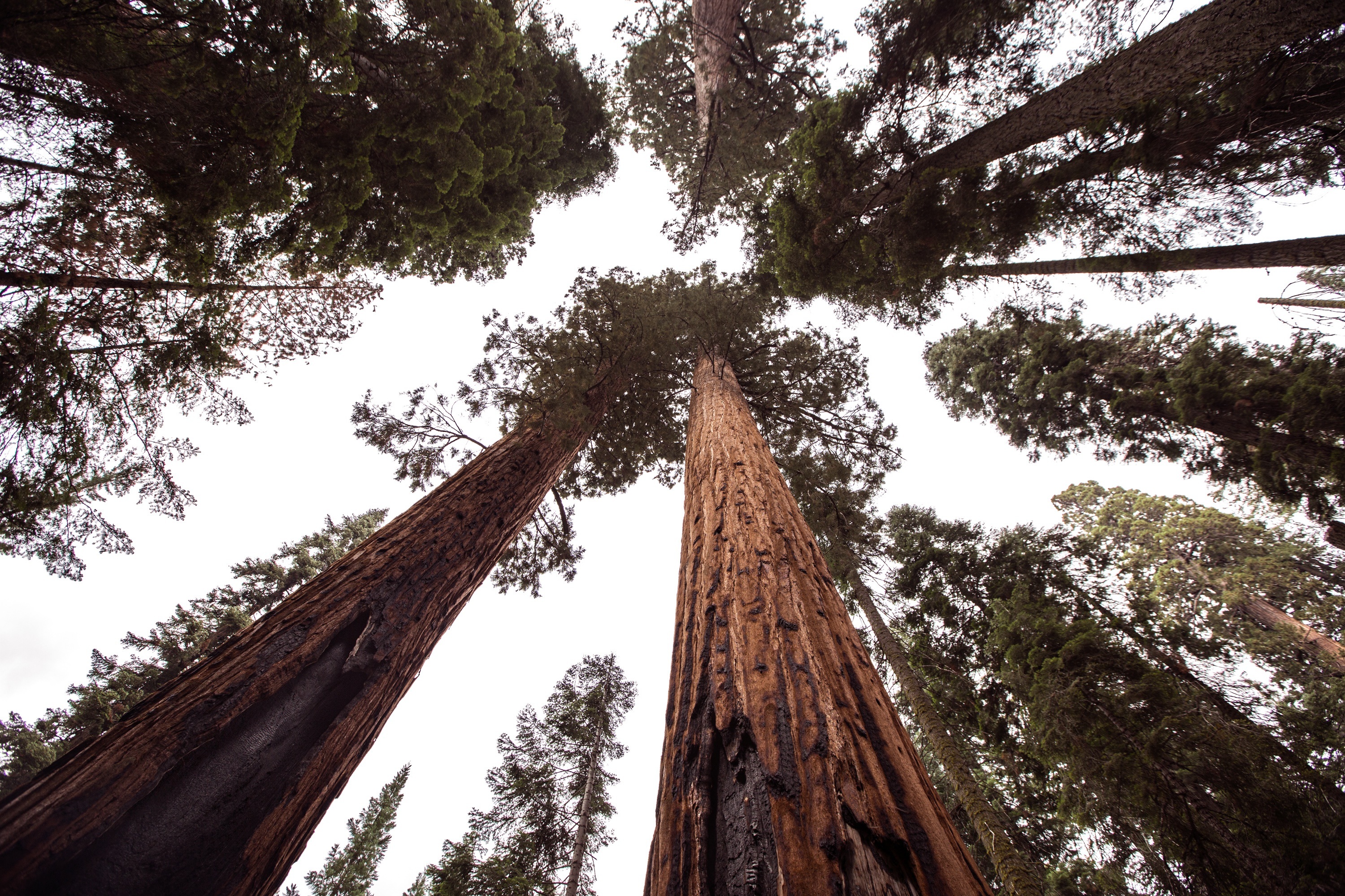 Trees trunks view free image download