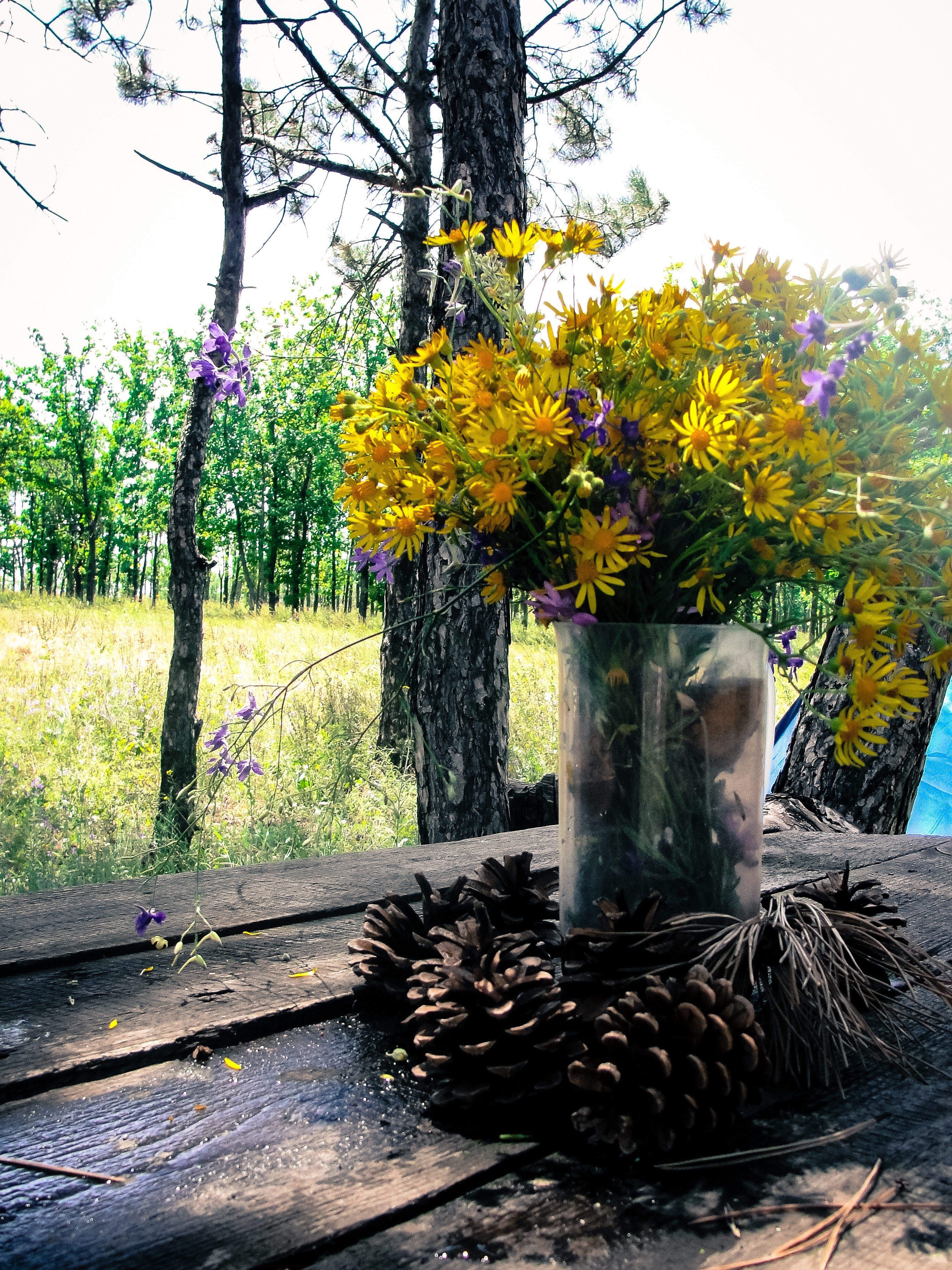 Yellow Flower Pine free image download