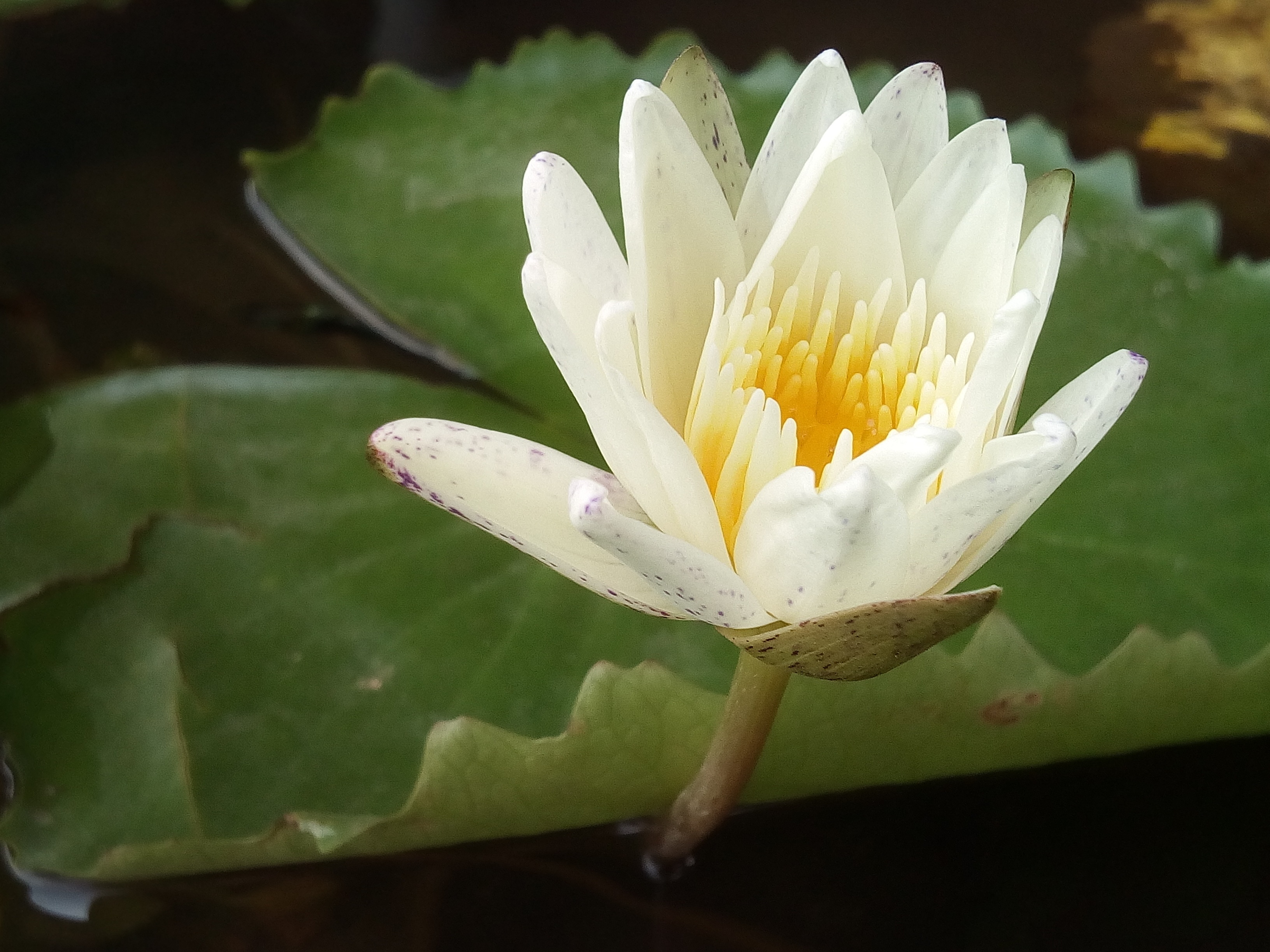 Lotus Leaf Water Plants free image download