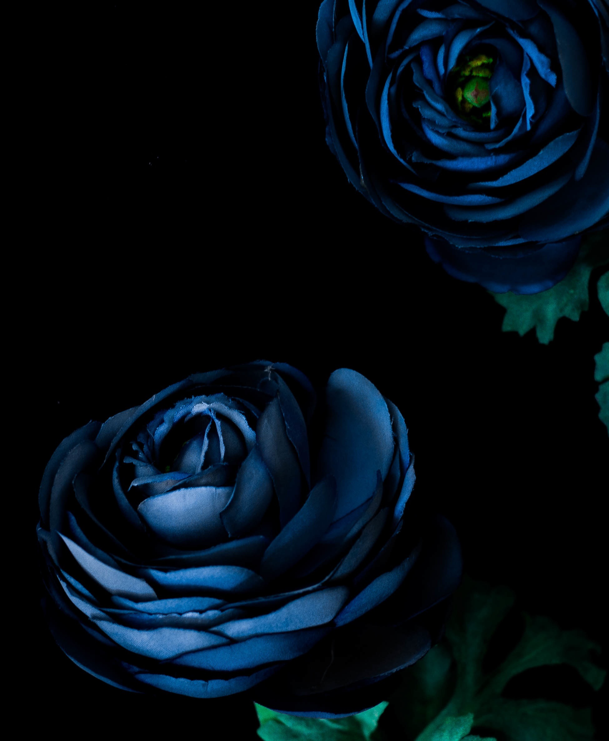 Dark Blue Flower free image download