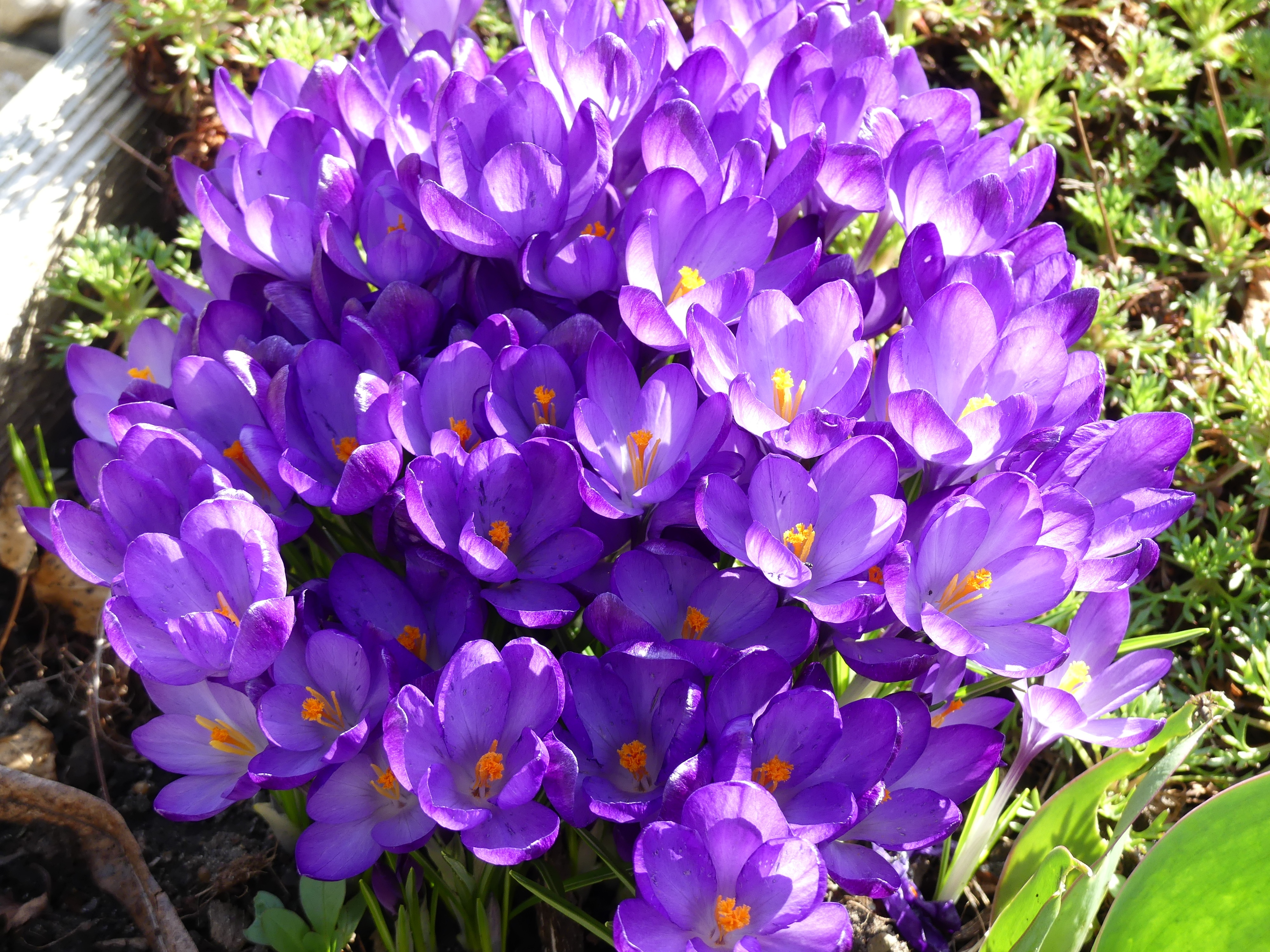 A beautiful purple bush free image download