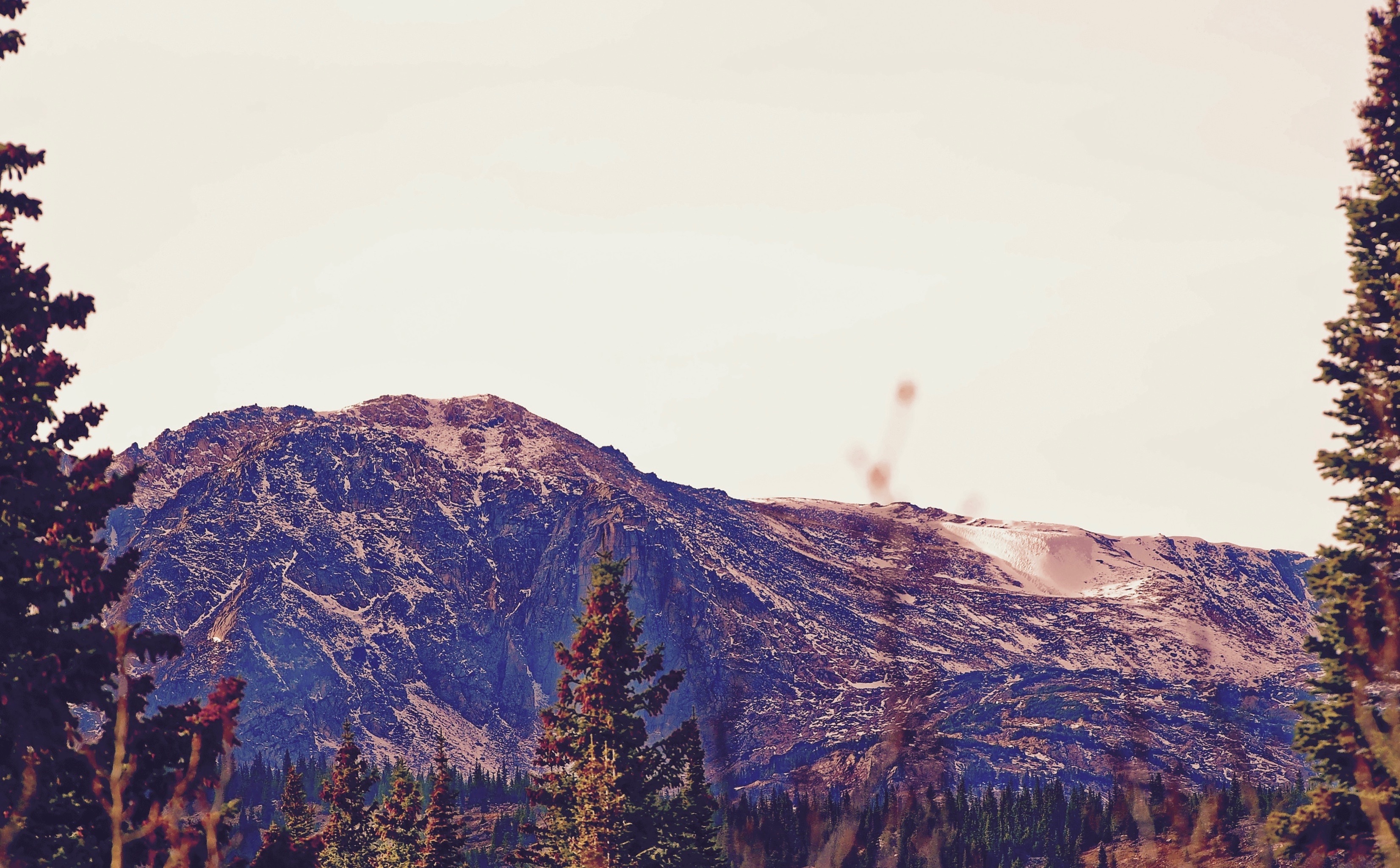 Trees Plant Nature free image download