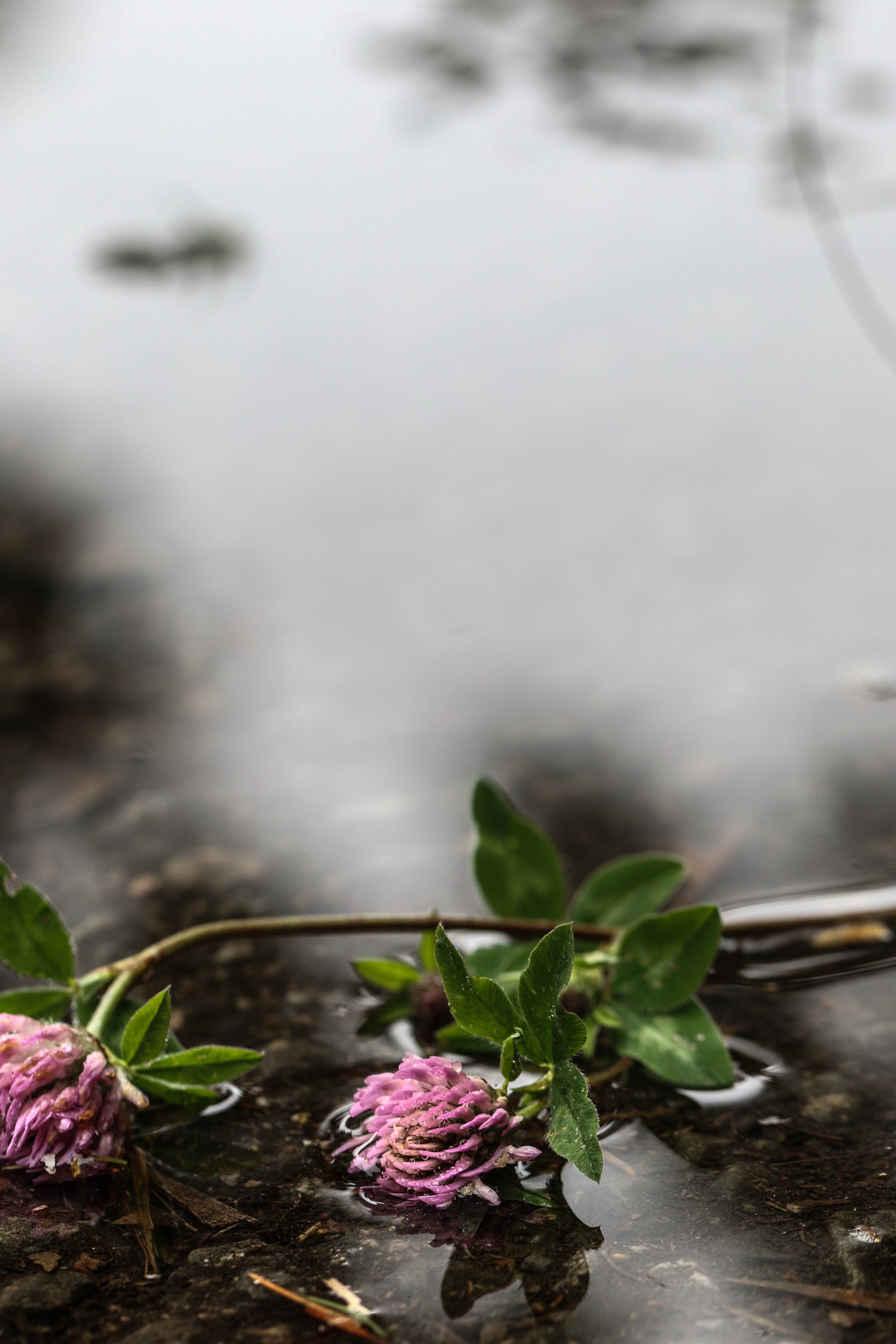 Flower Water Puddle free image download