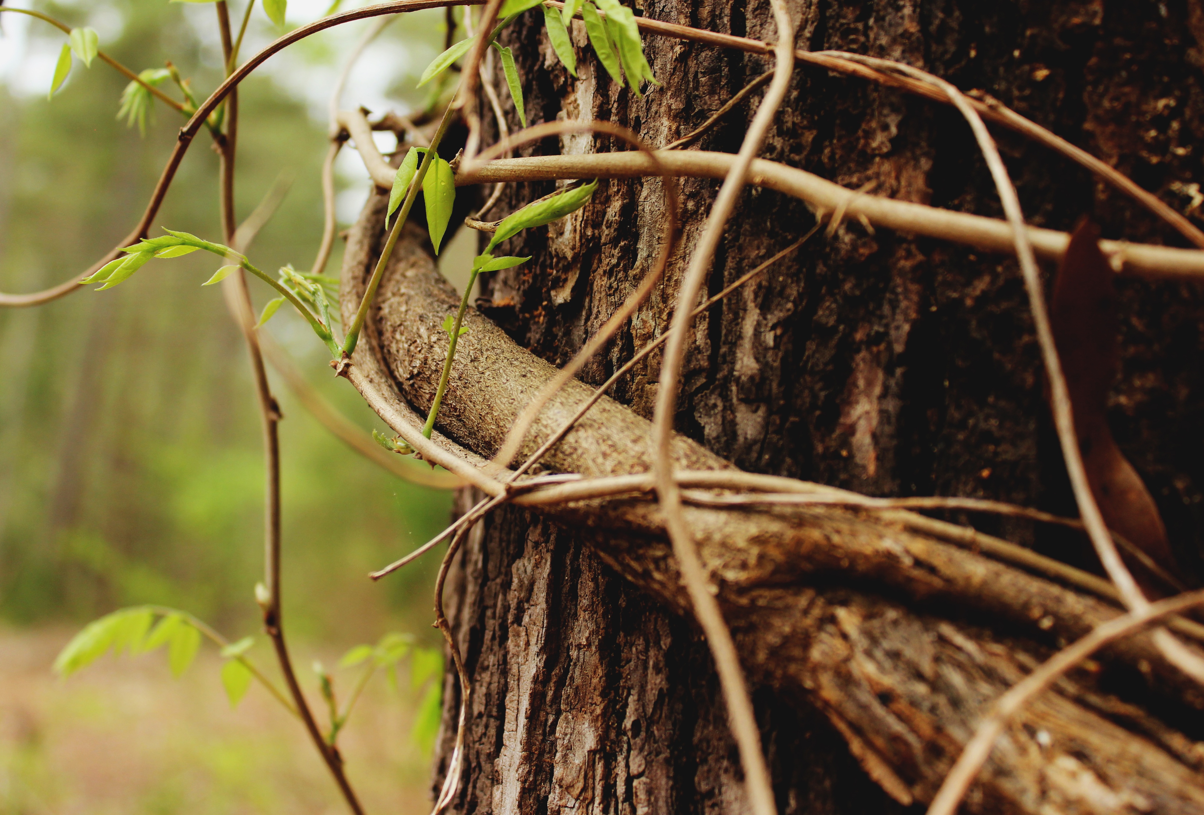 Nature Tree Branches free image download