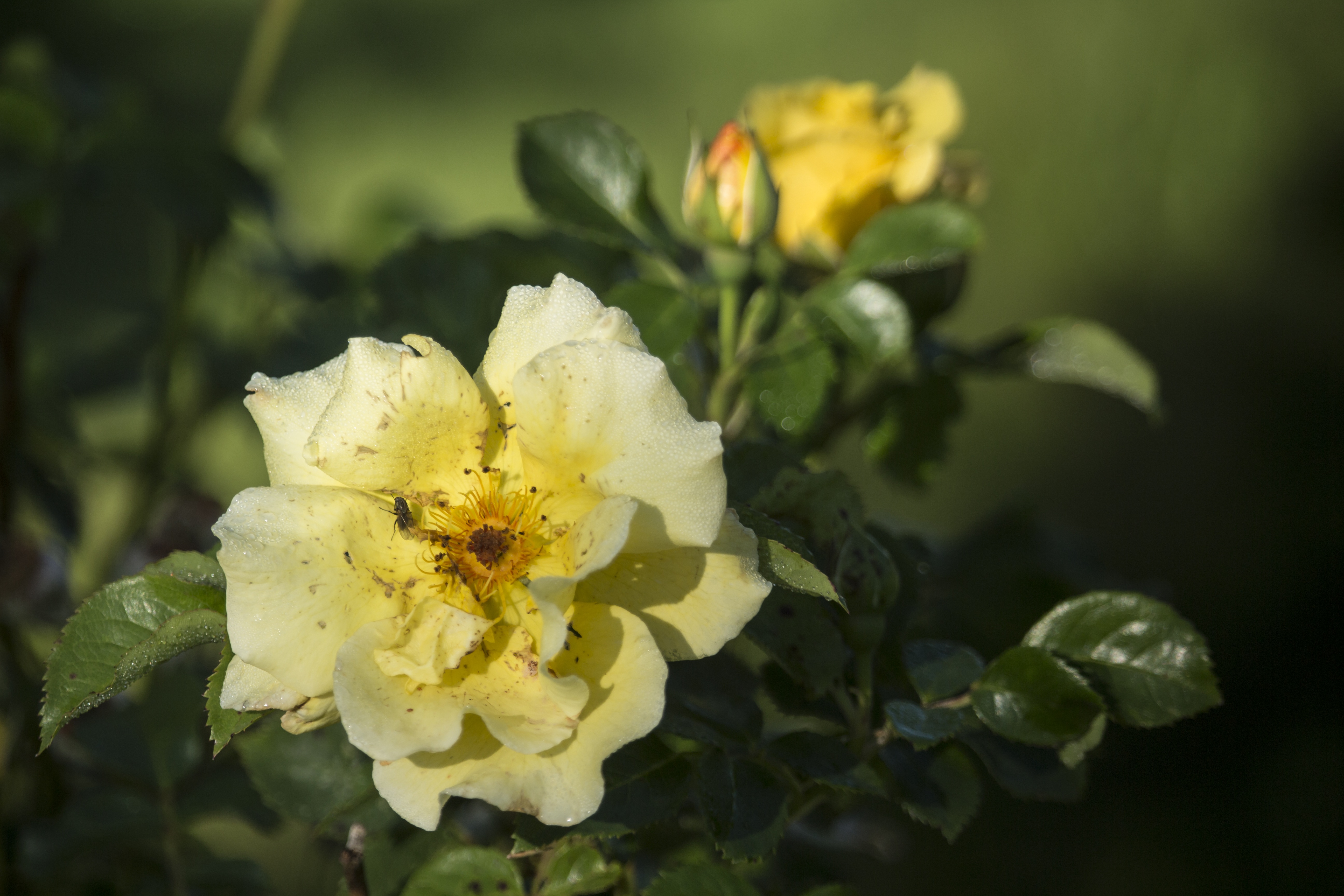 Rose Summer Yellow free image download