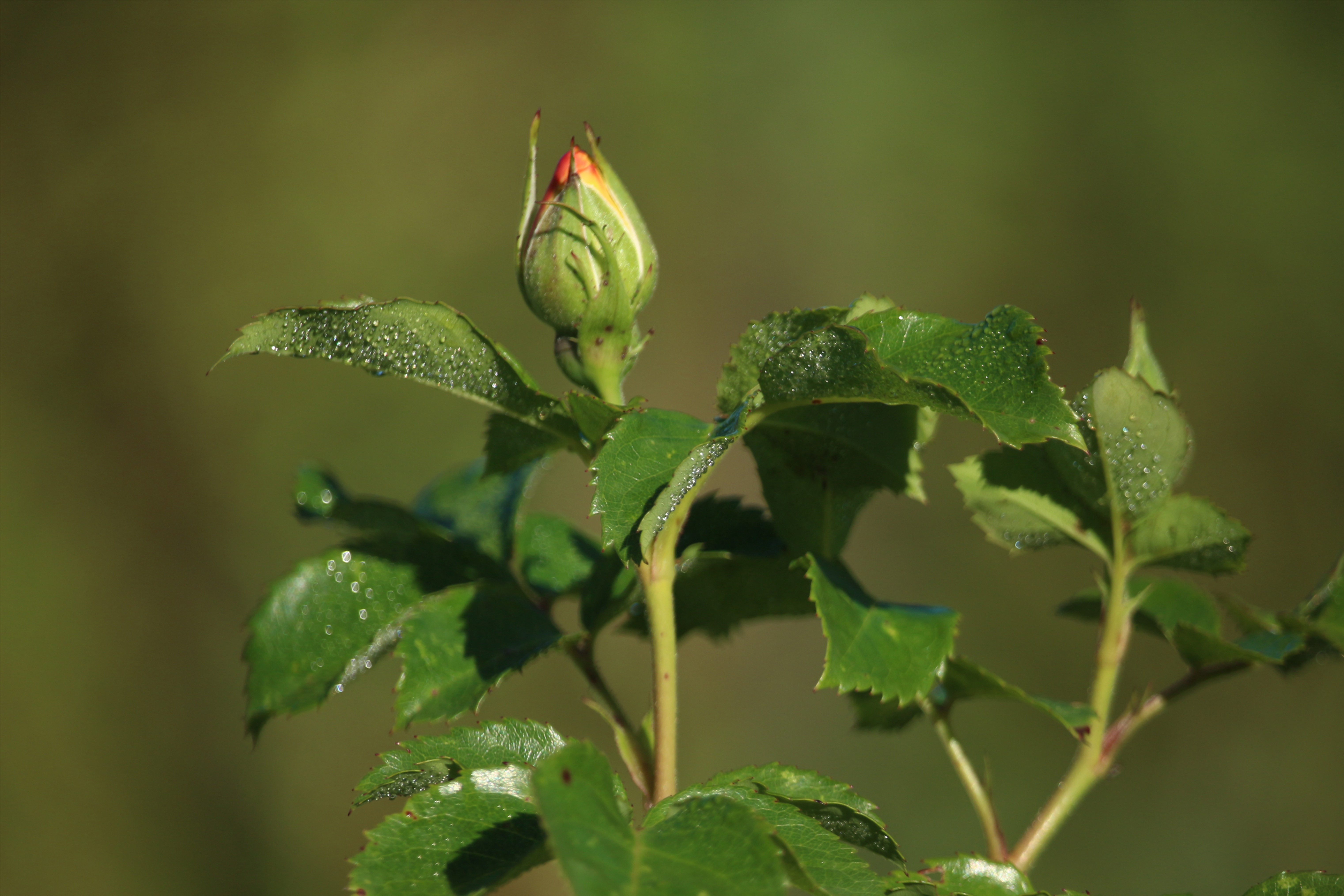 Rosebud Rose Garden free image download