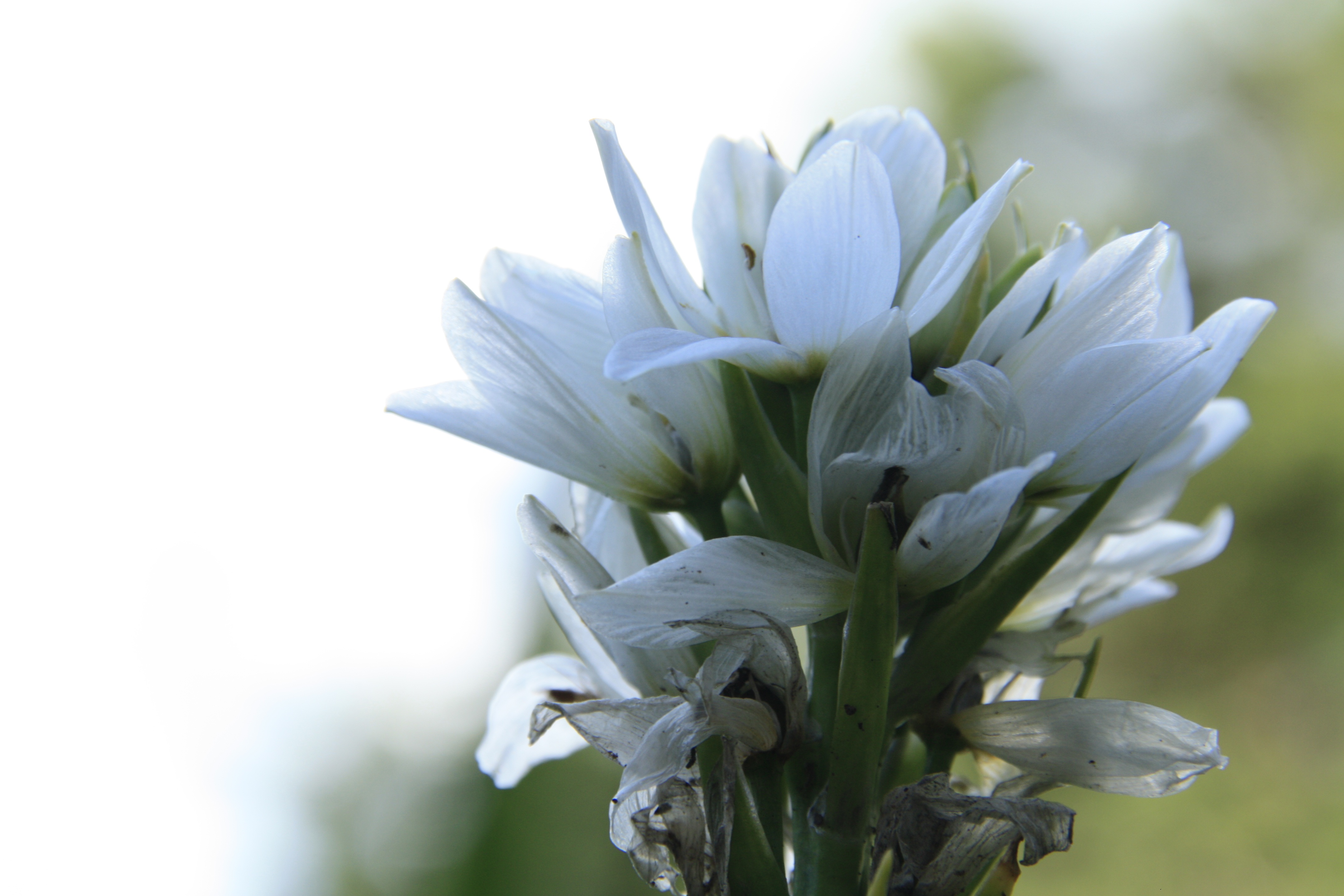White Flower Nature Flowers free image download