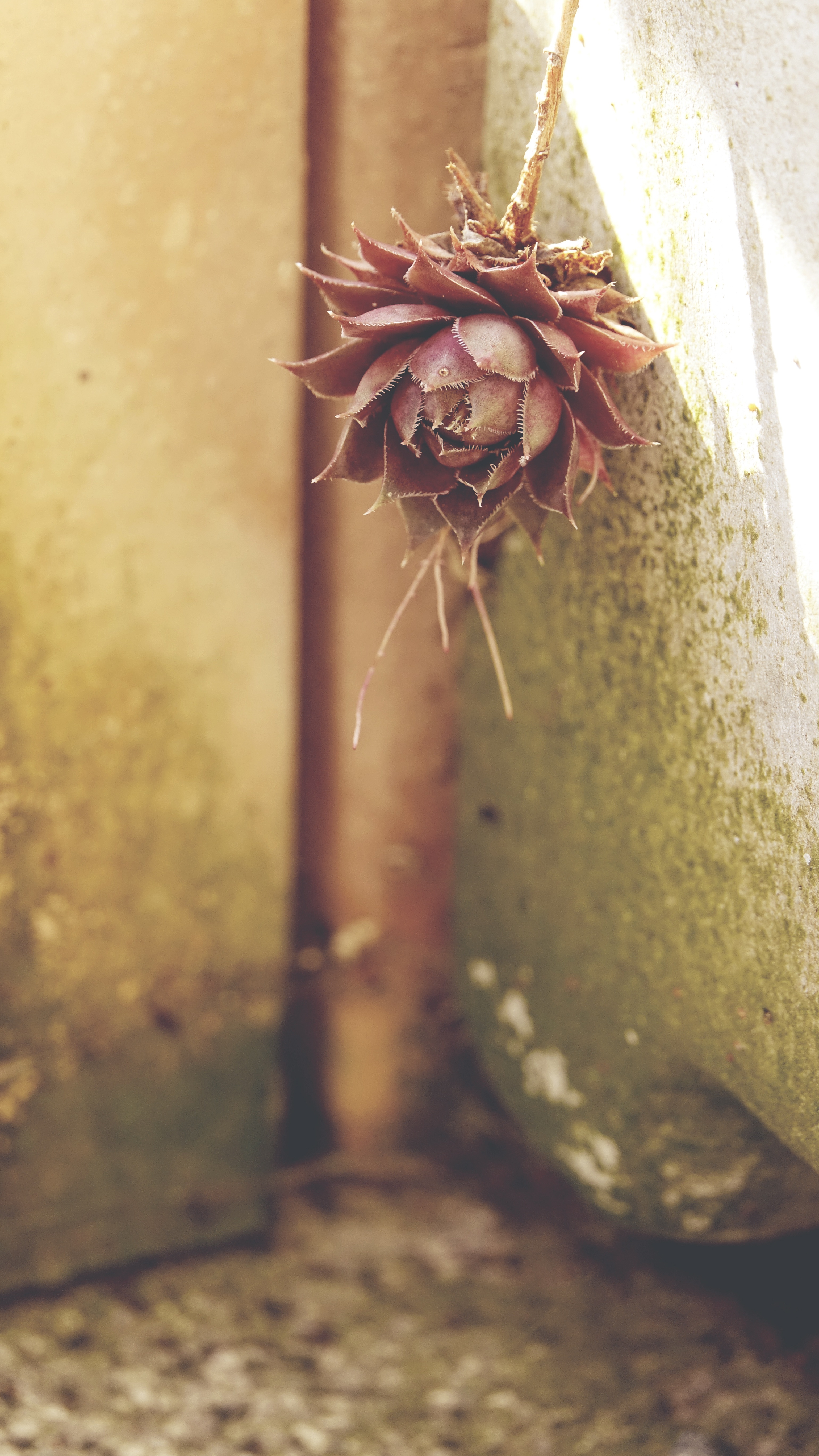 Succulent Moss Garden free image download