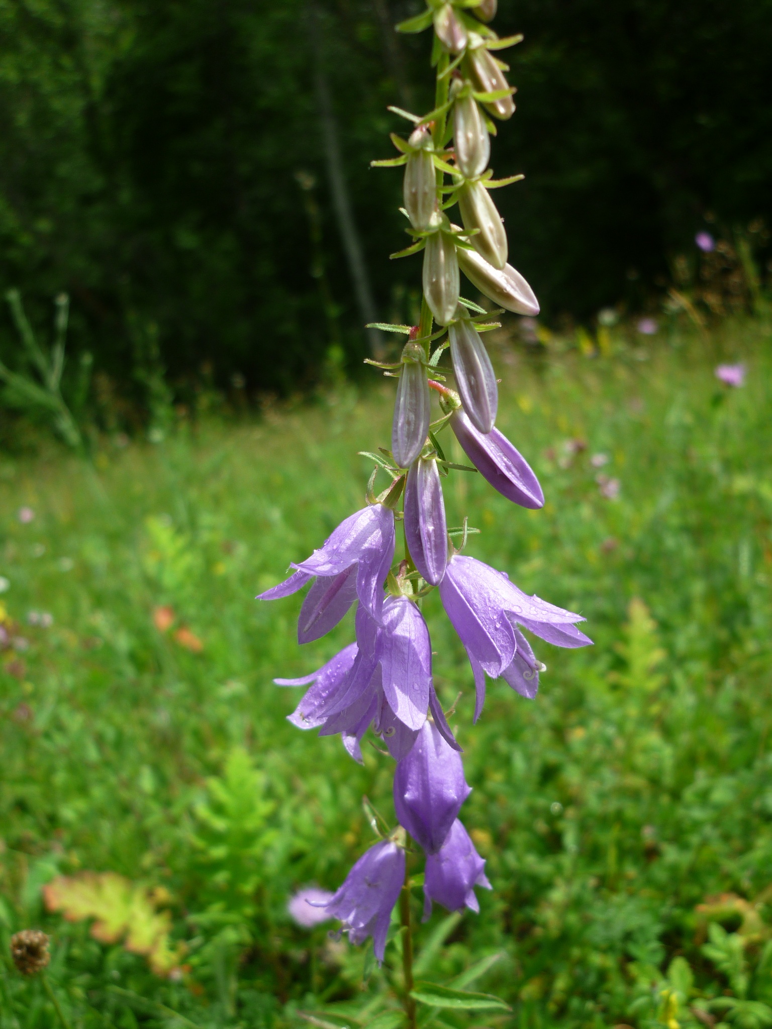 Bellflower Nature Wild Plant free image download