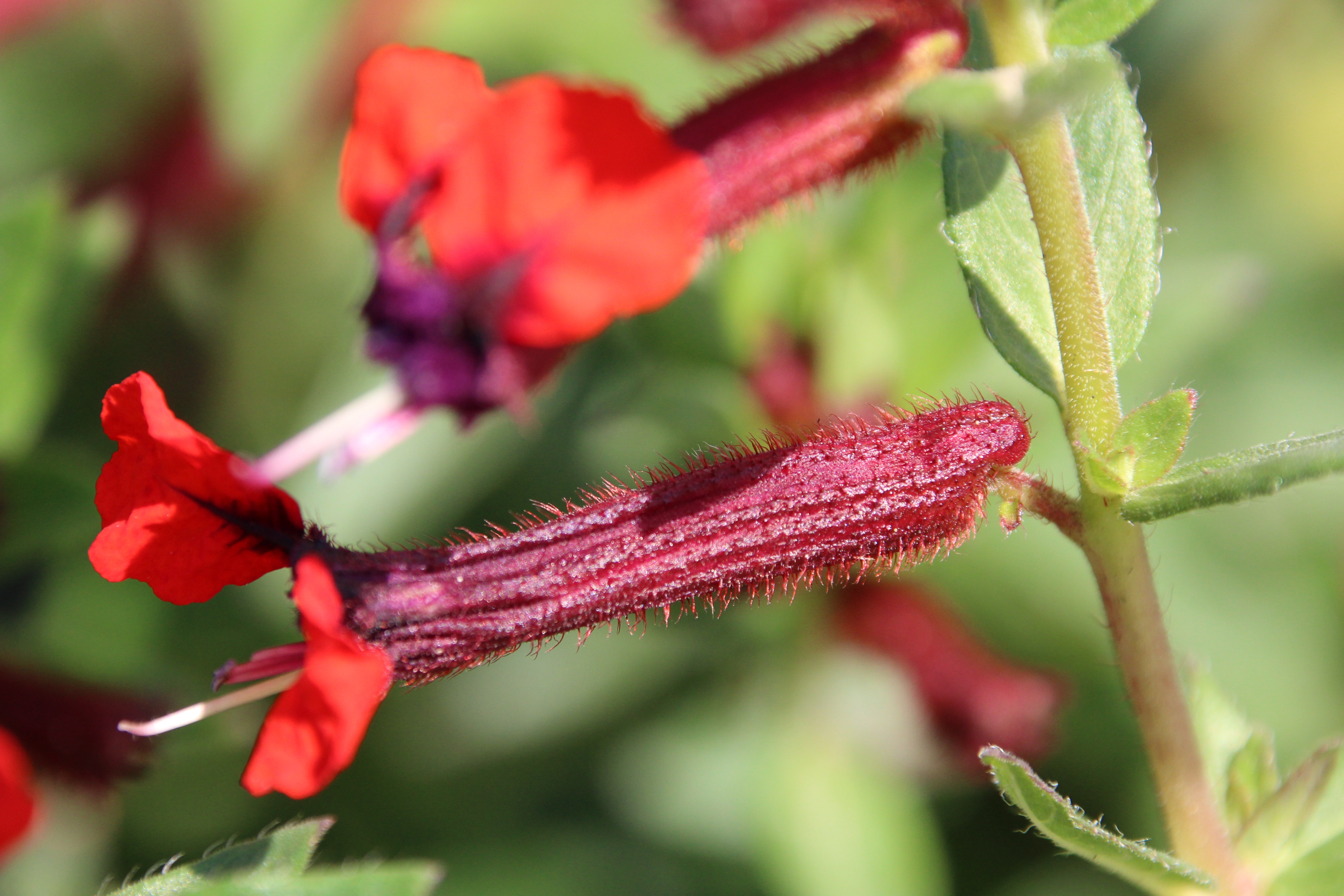 Plant Blossom Bloom free image download
