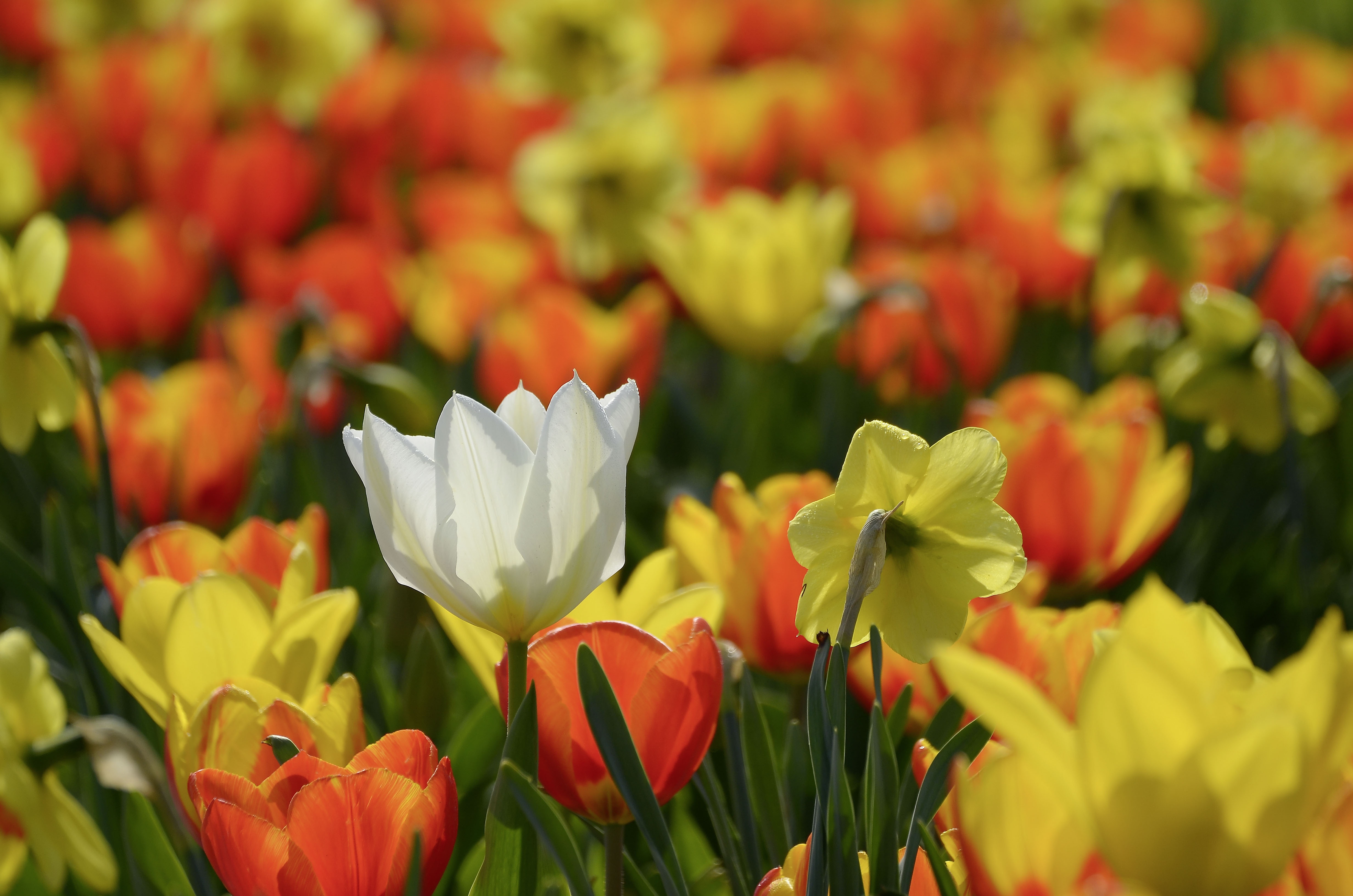 Spring Flowers Tulips free image download