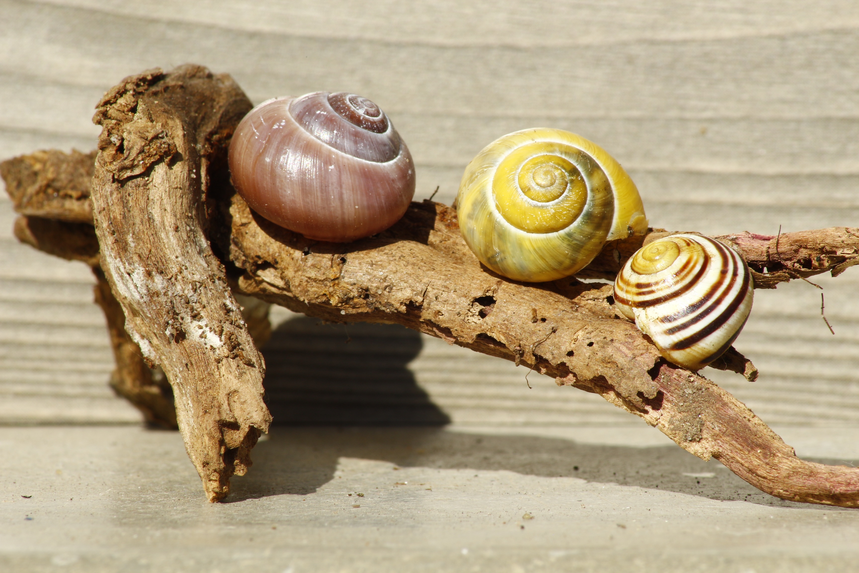 Snails Shell Wood free image download