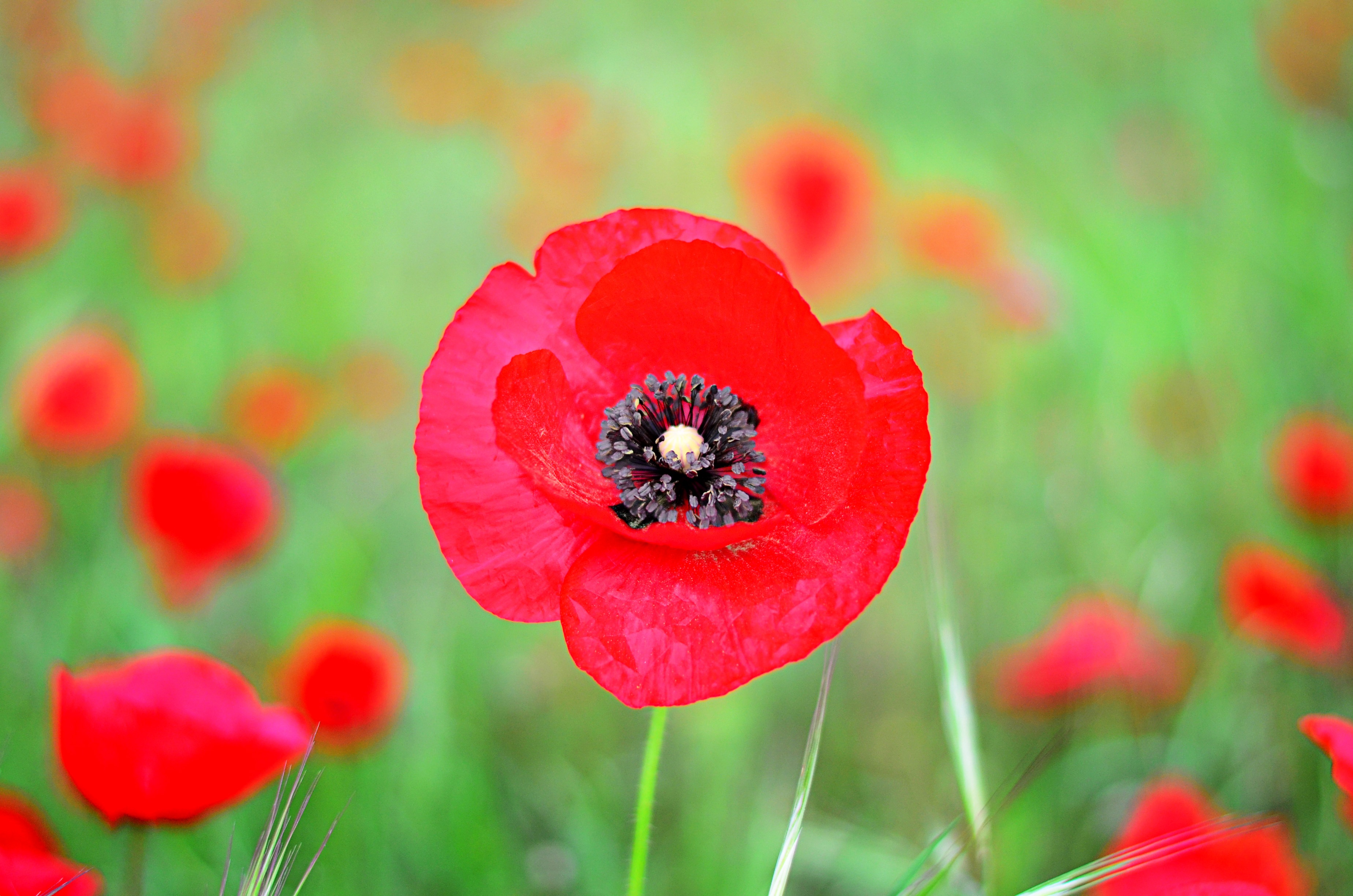 Flower Nature Peace free image download