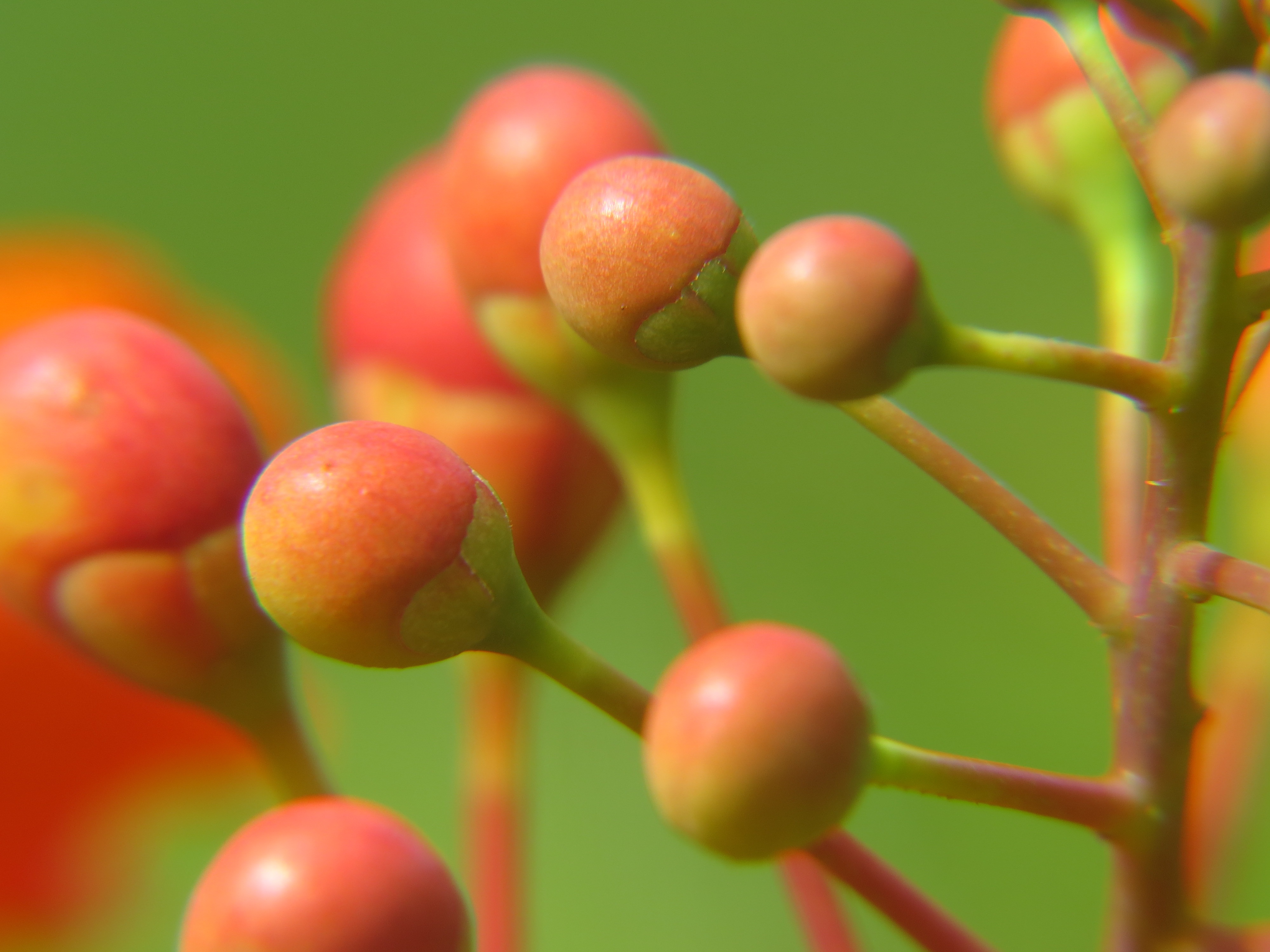 Flower Buds Tiny Round Red And free image download