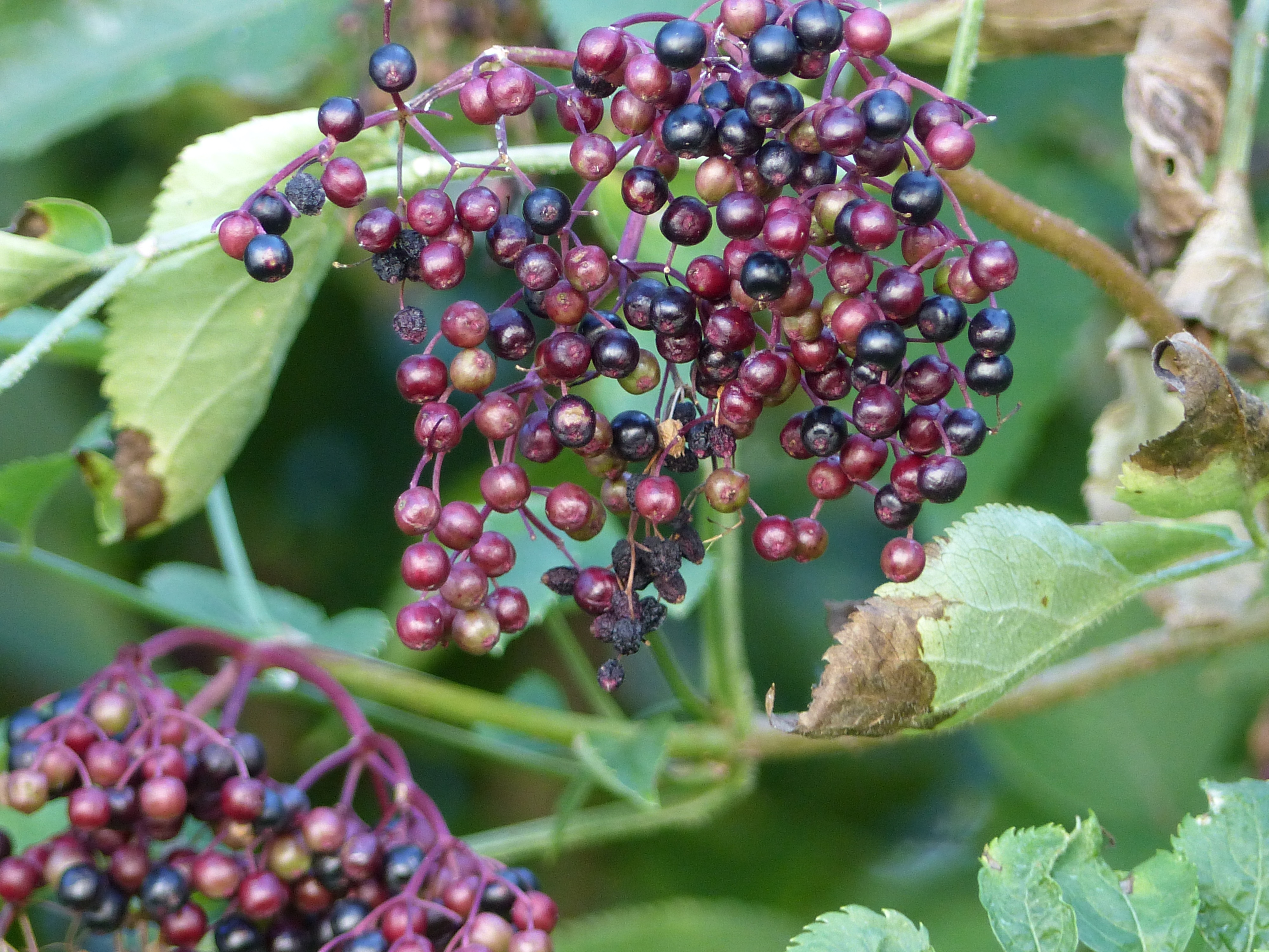 Berries Bush Nature free image download