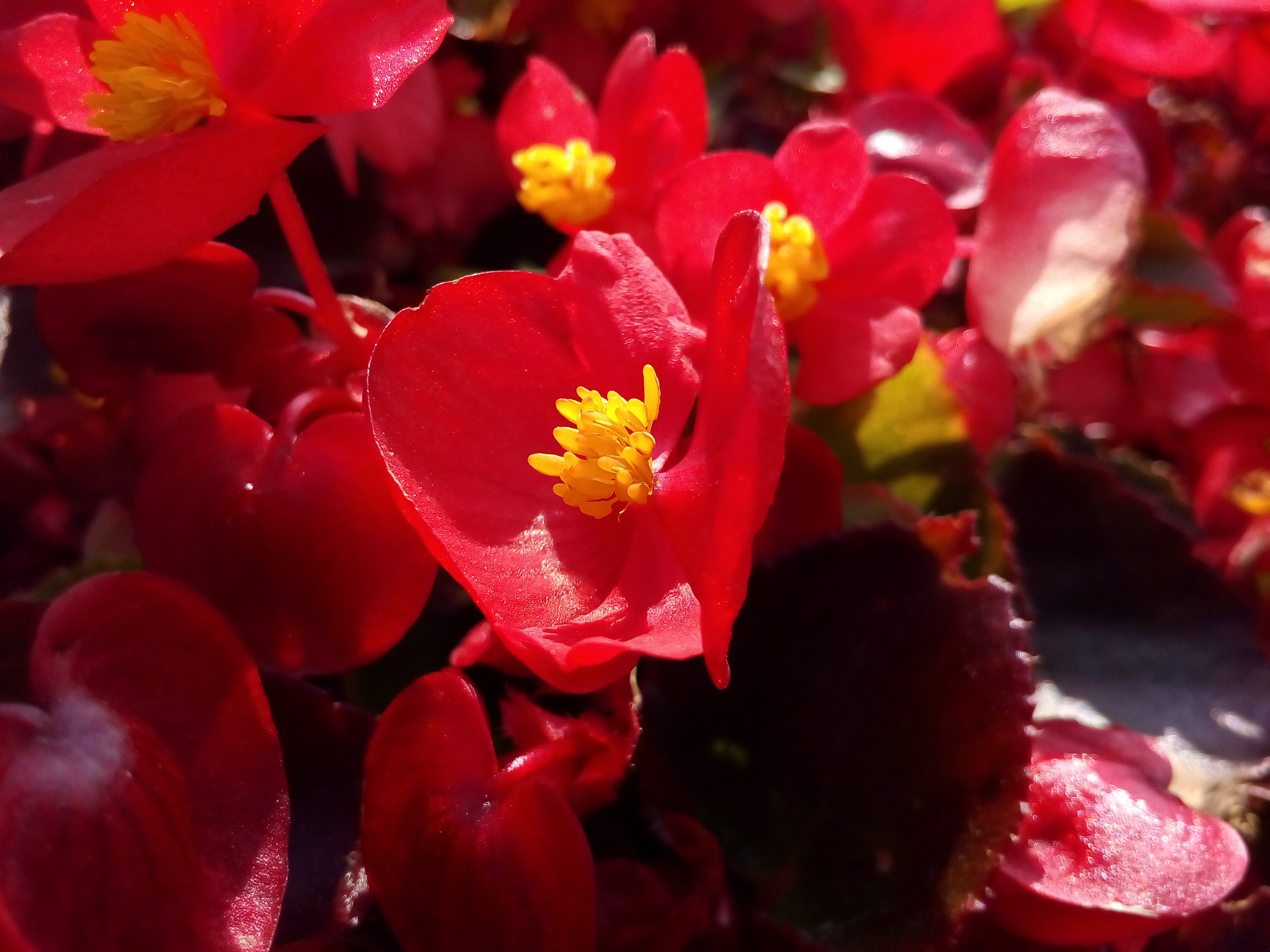 Red Flower Begonia free image download