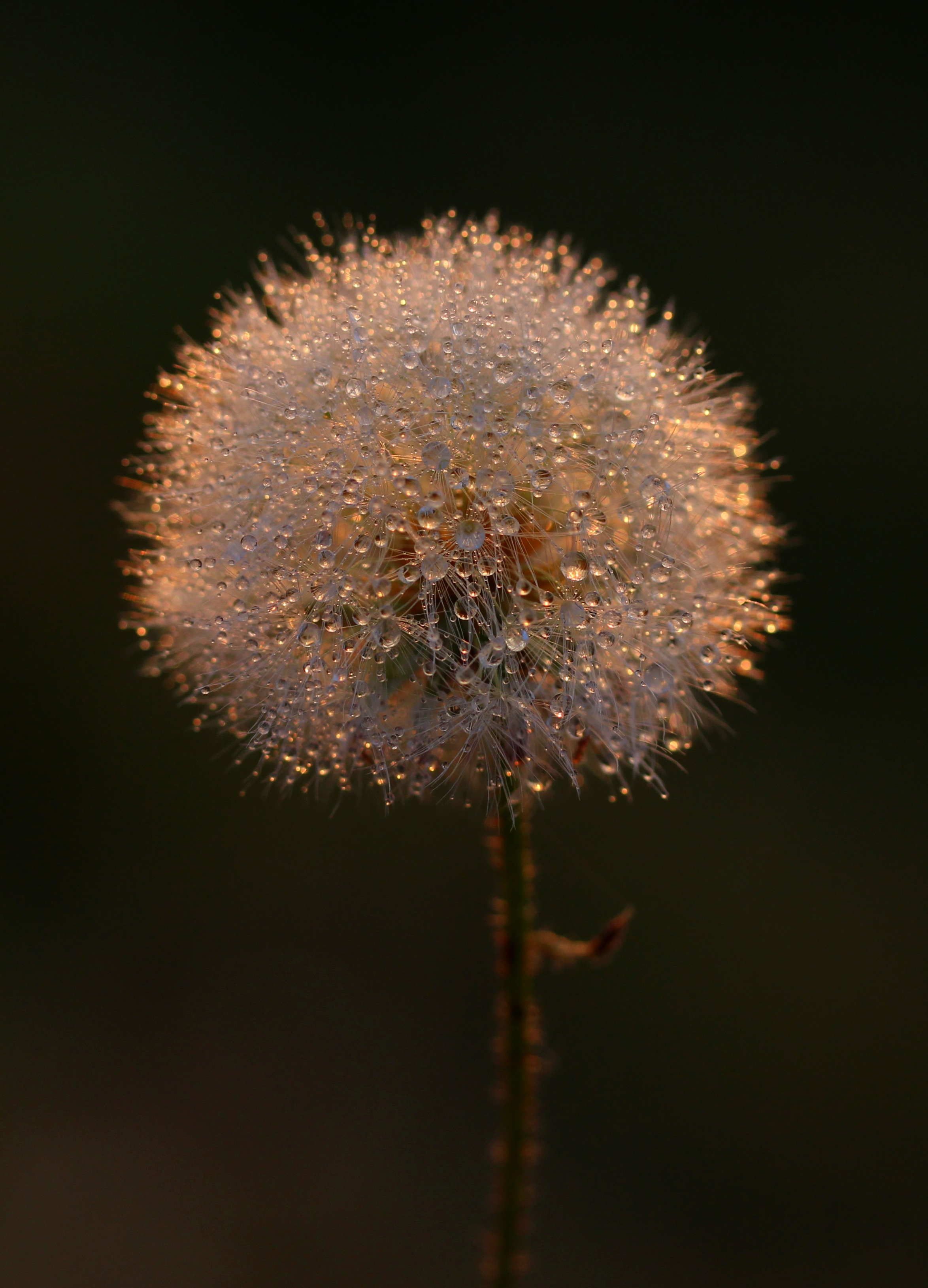 Dandelion Plant Drops free image download