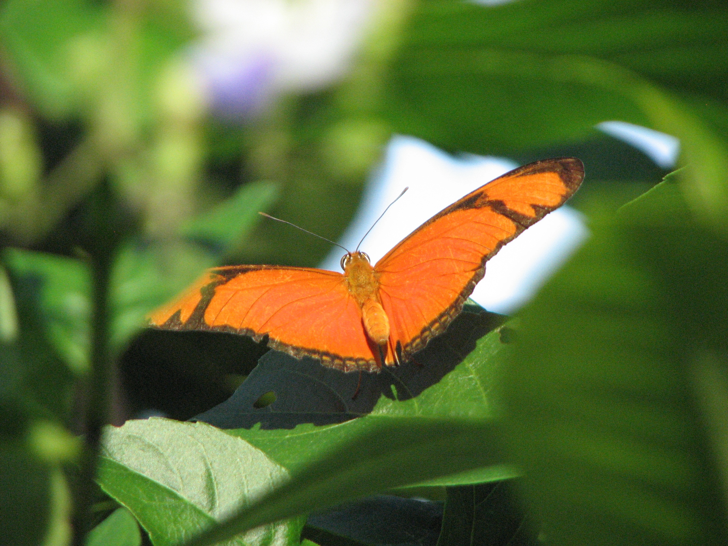 Butterfly Nature free image download
