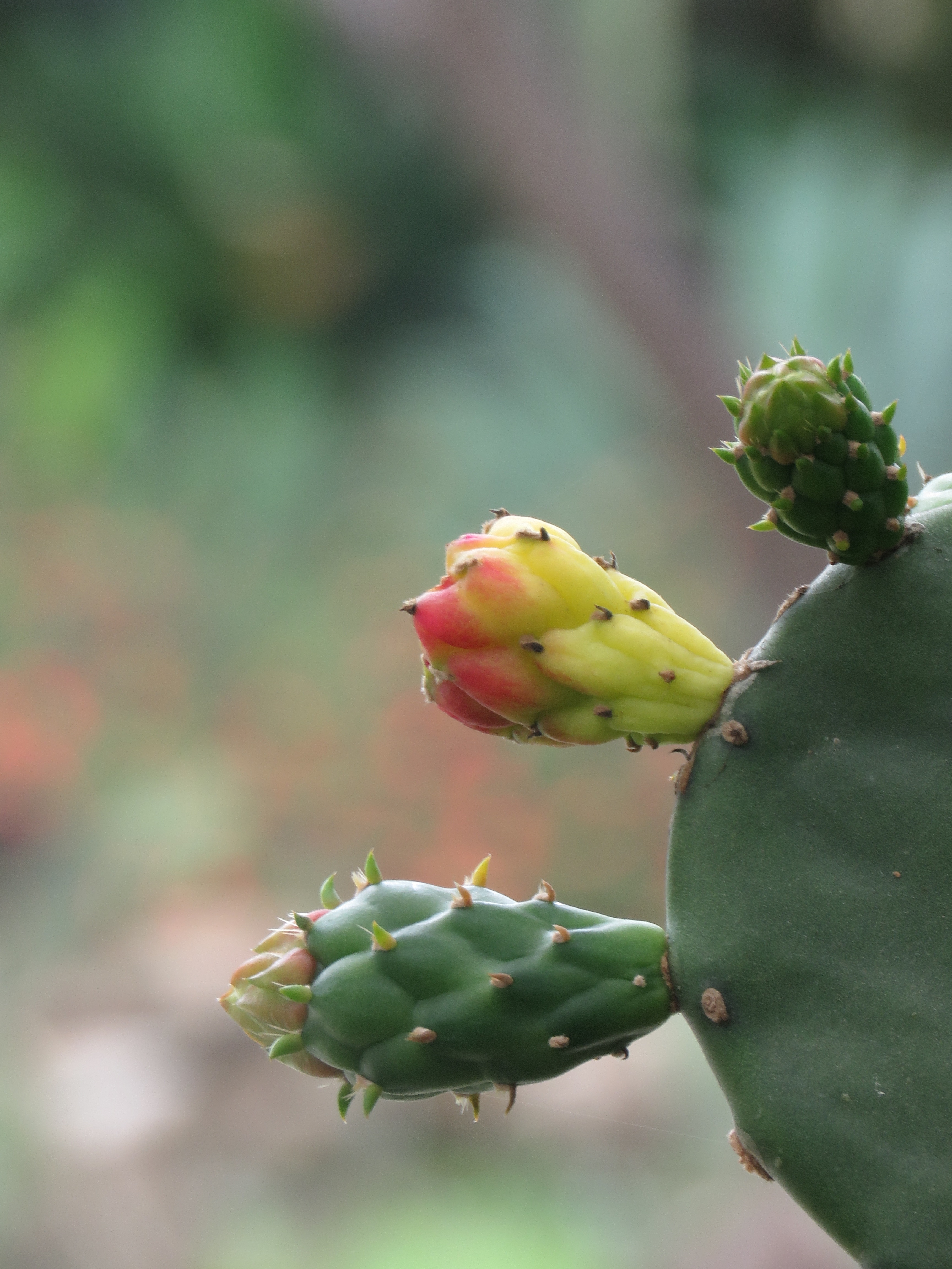 Cactus Thorns Garden free image download