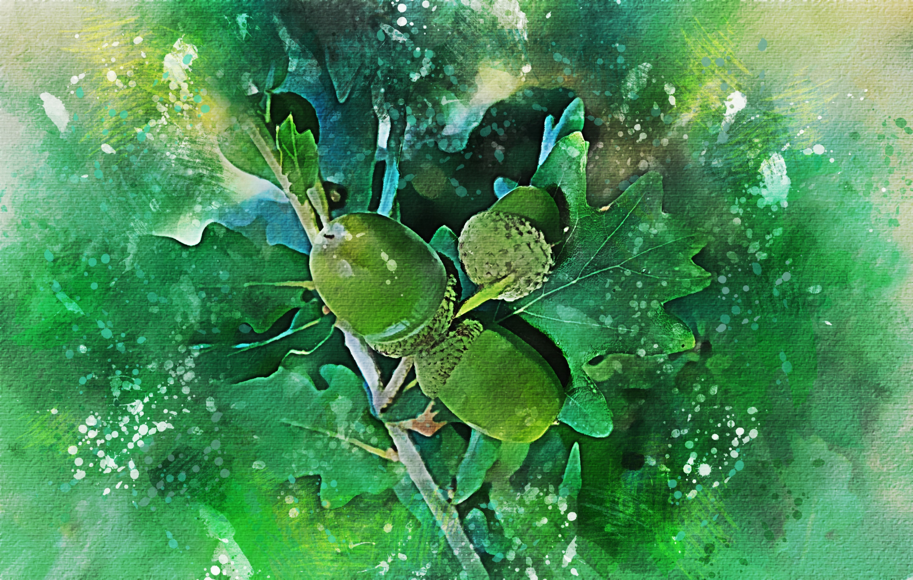 Oak acorns tree closeup view free image download