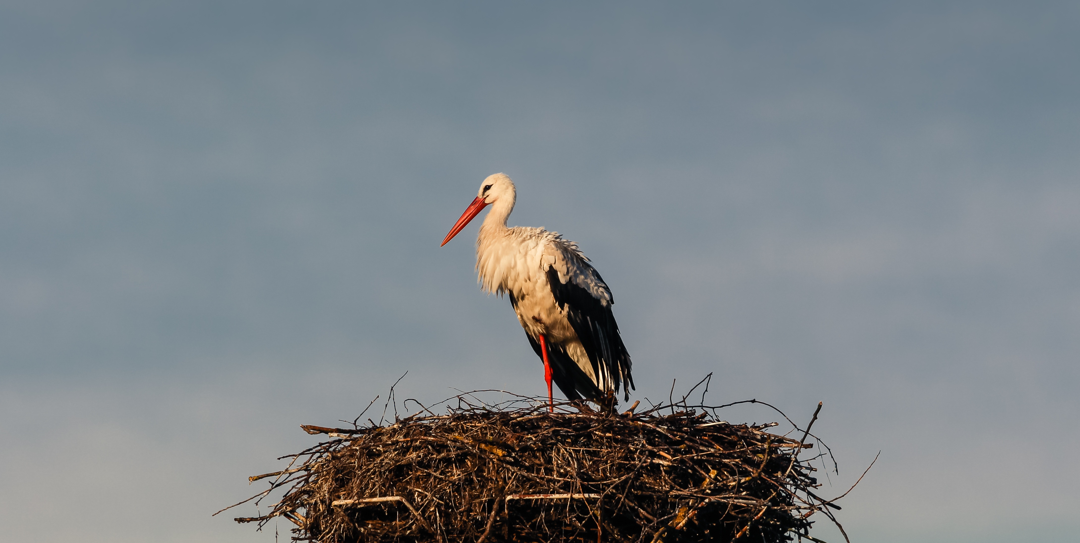 Stork Nature Rattle free image download