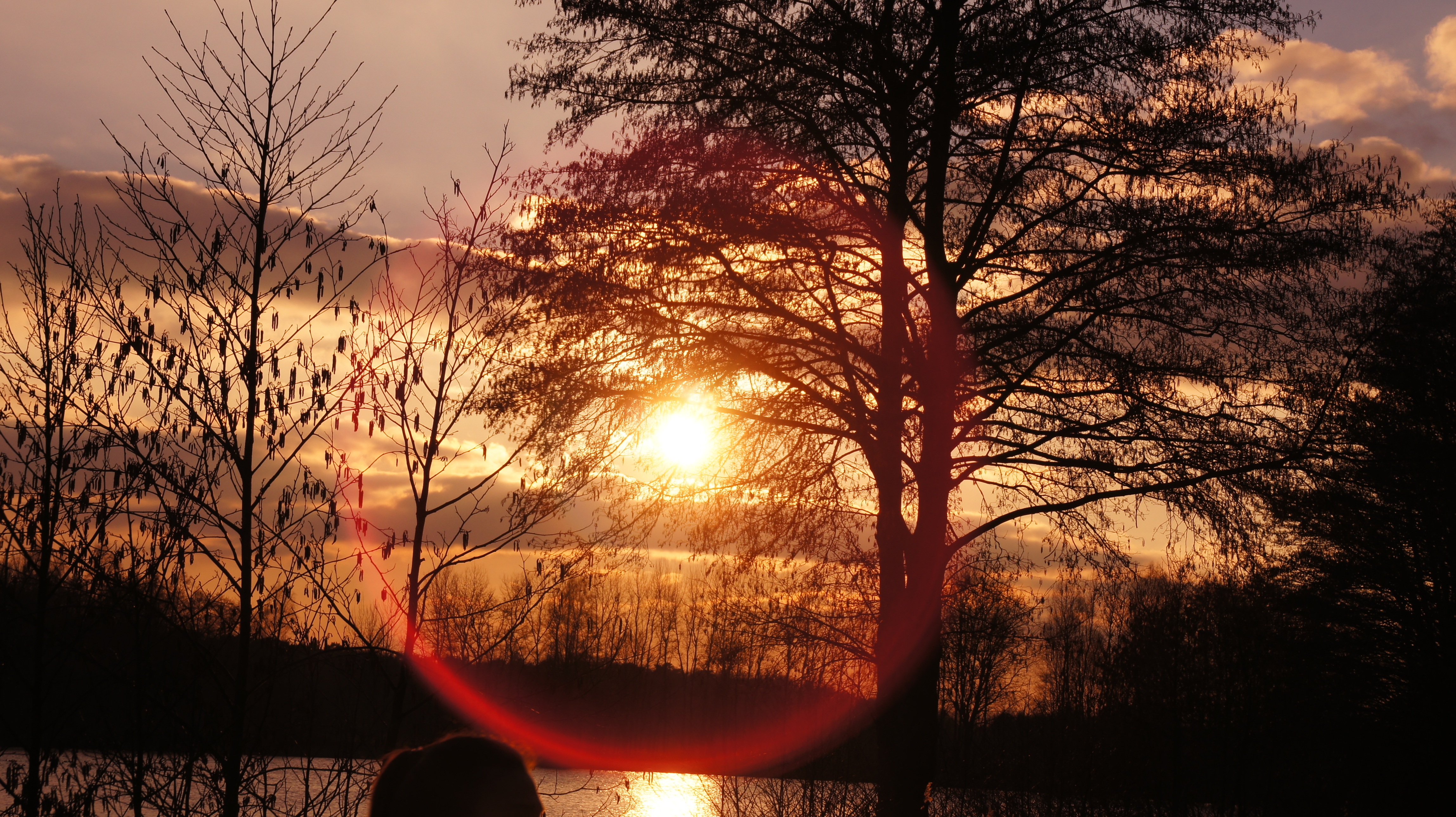 Bright sun illuminating the forest free image download