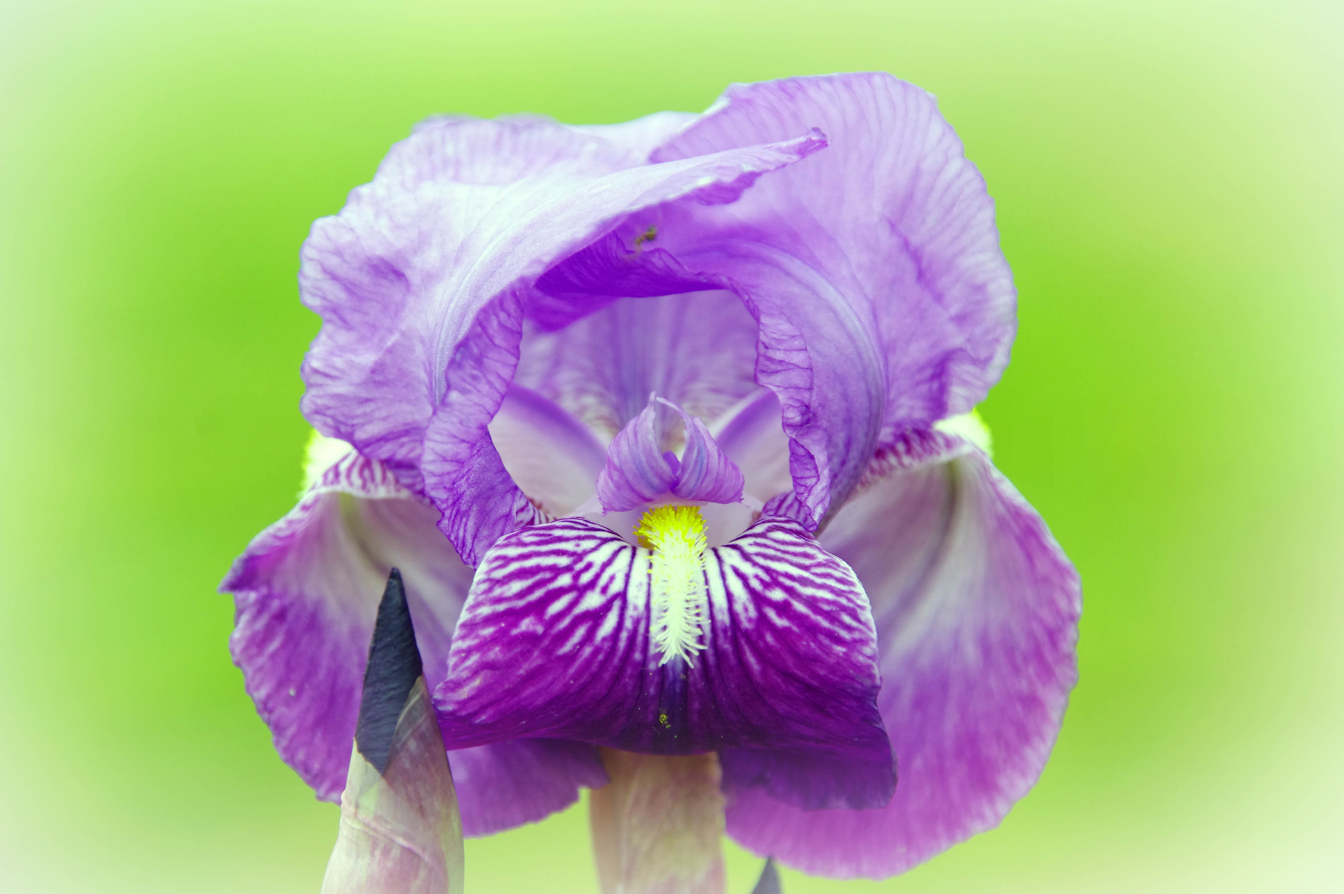 Iris Dwarf Violet free image download