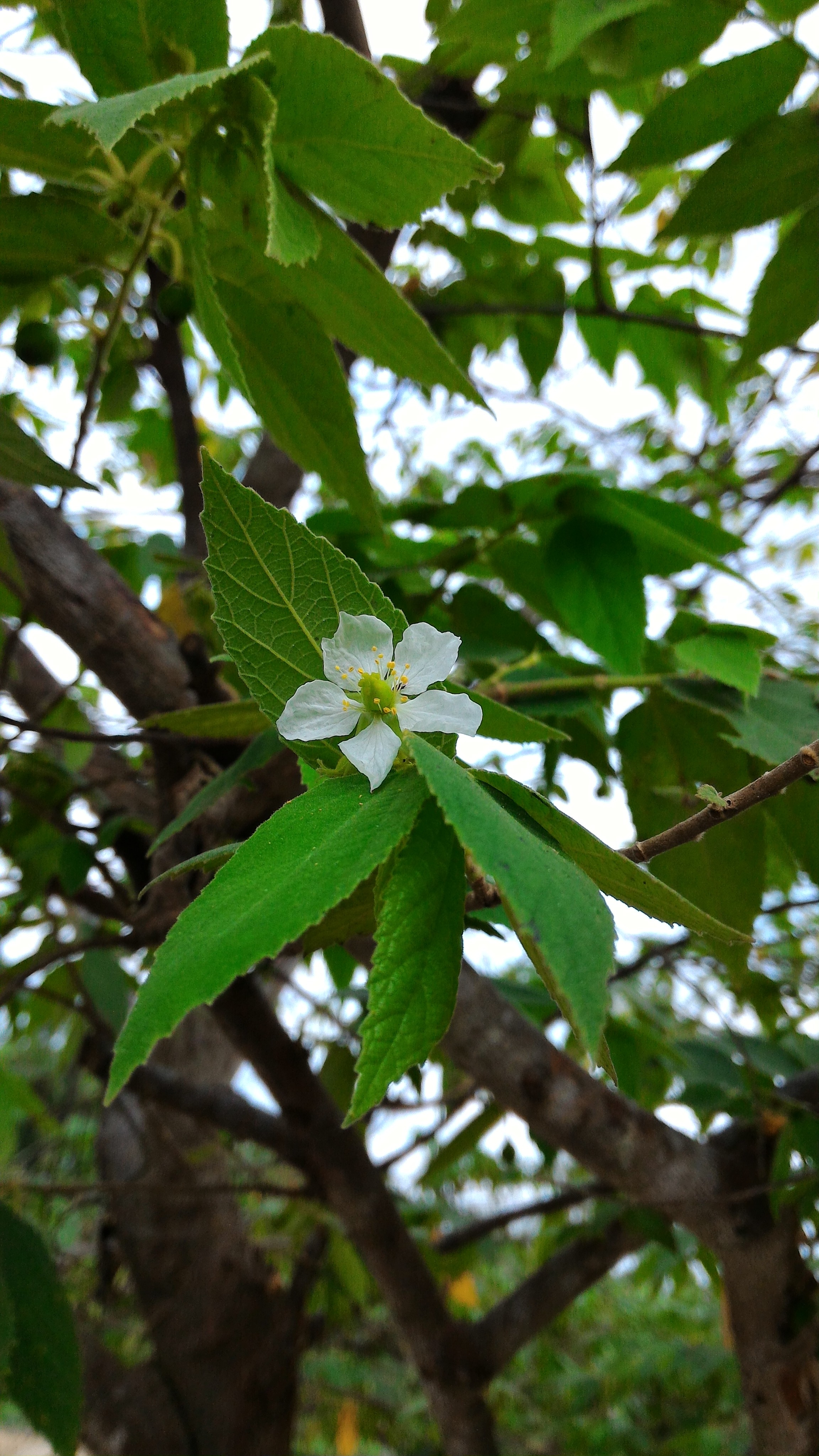 Spring flower sprouts on a tree free image download
