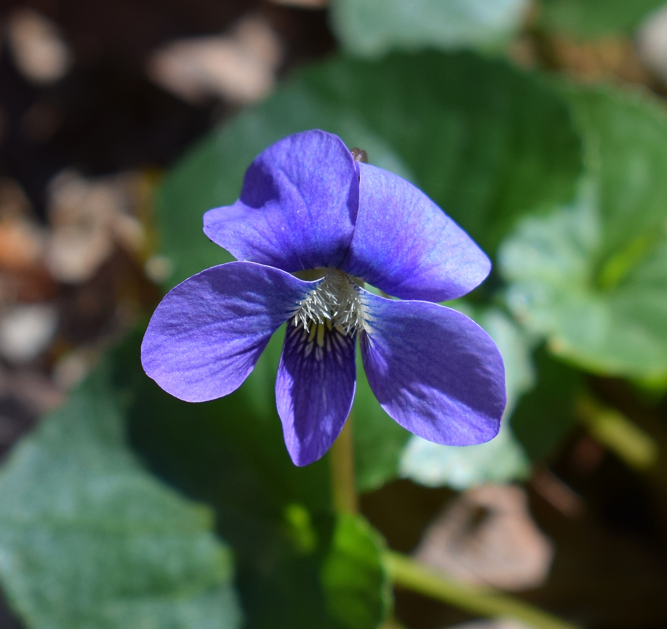 Violet Close-Up Wildflower free image download