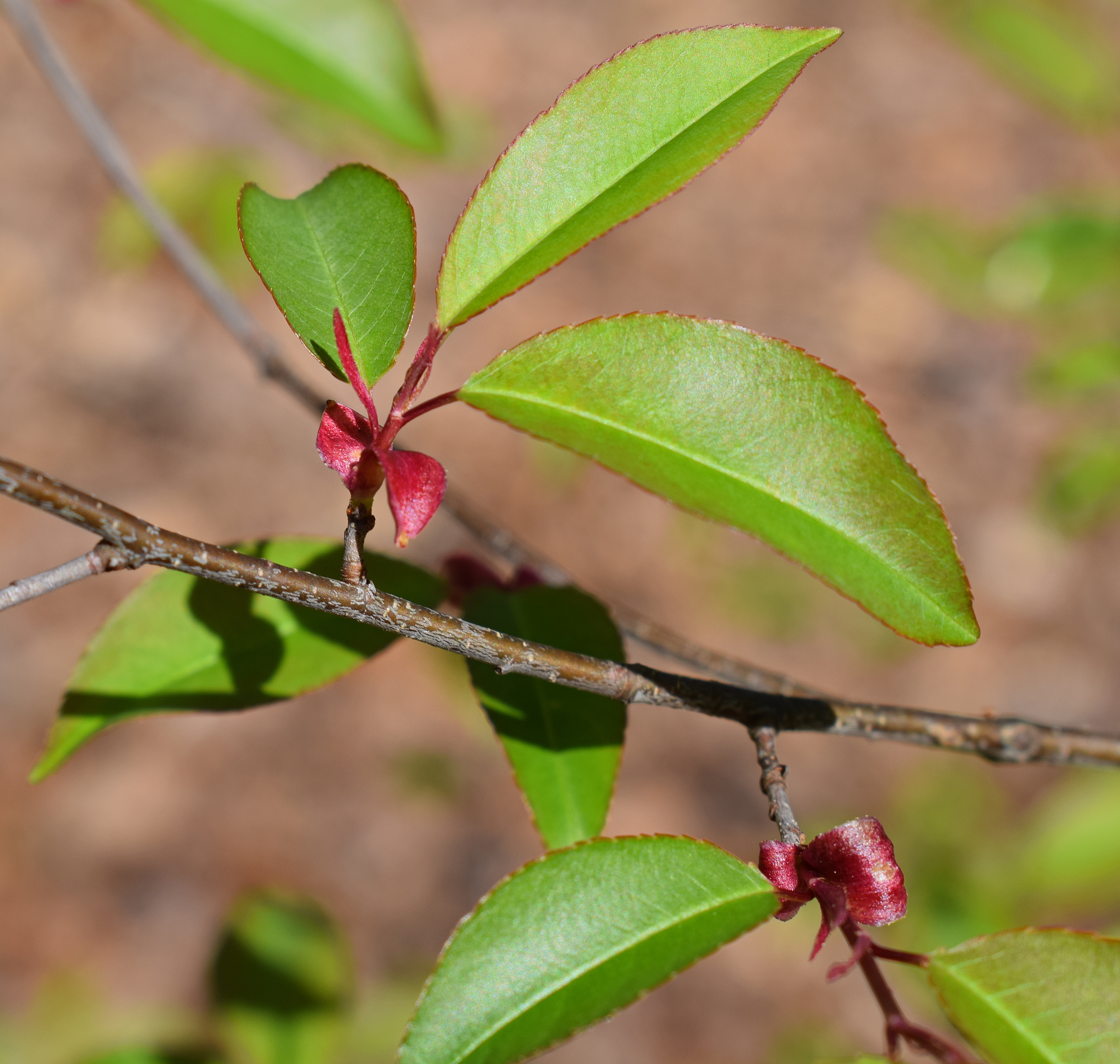 Colorful Spring Leaves free image download