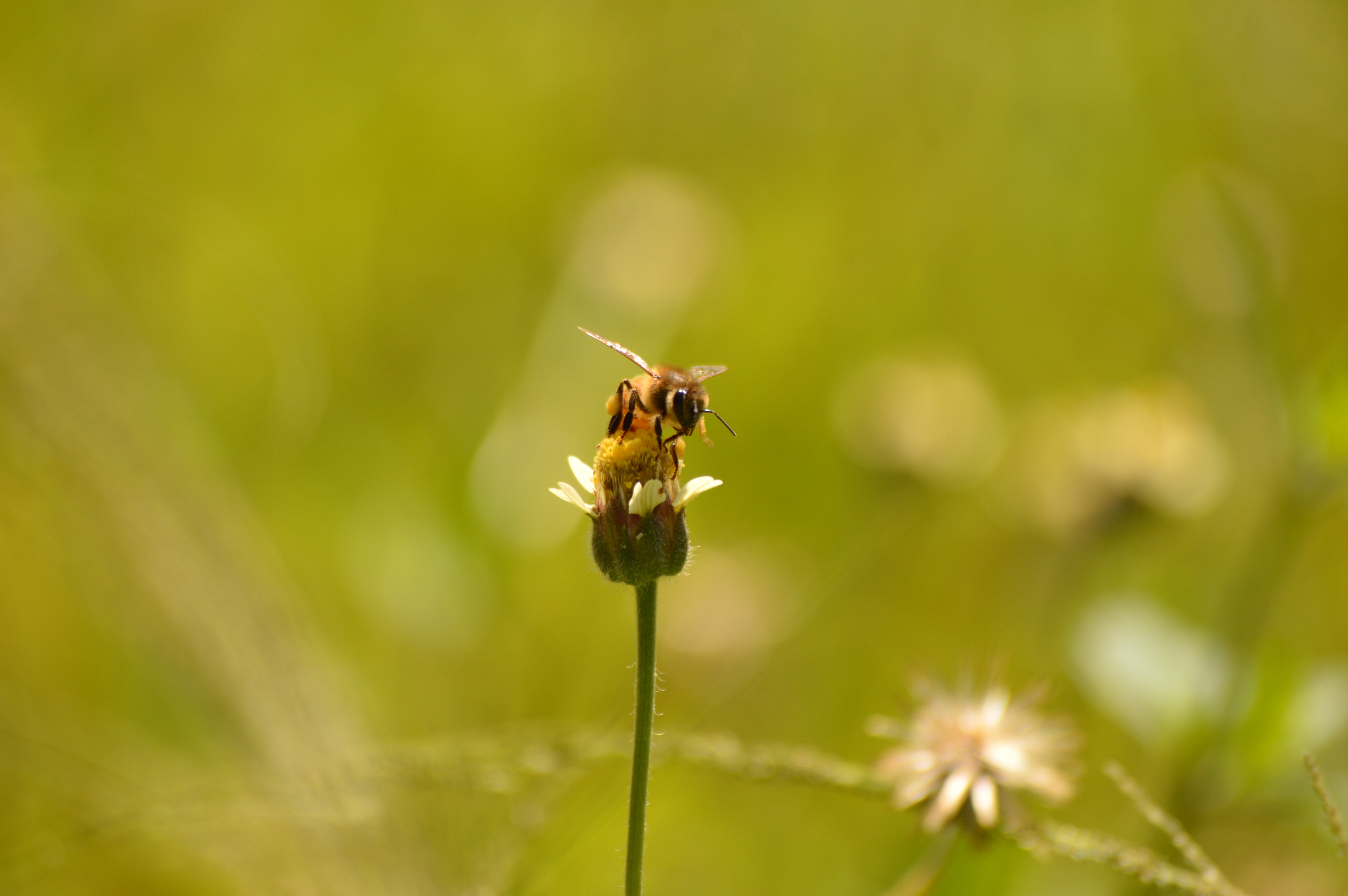 Bee Flower Green free image download