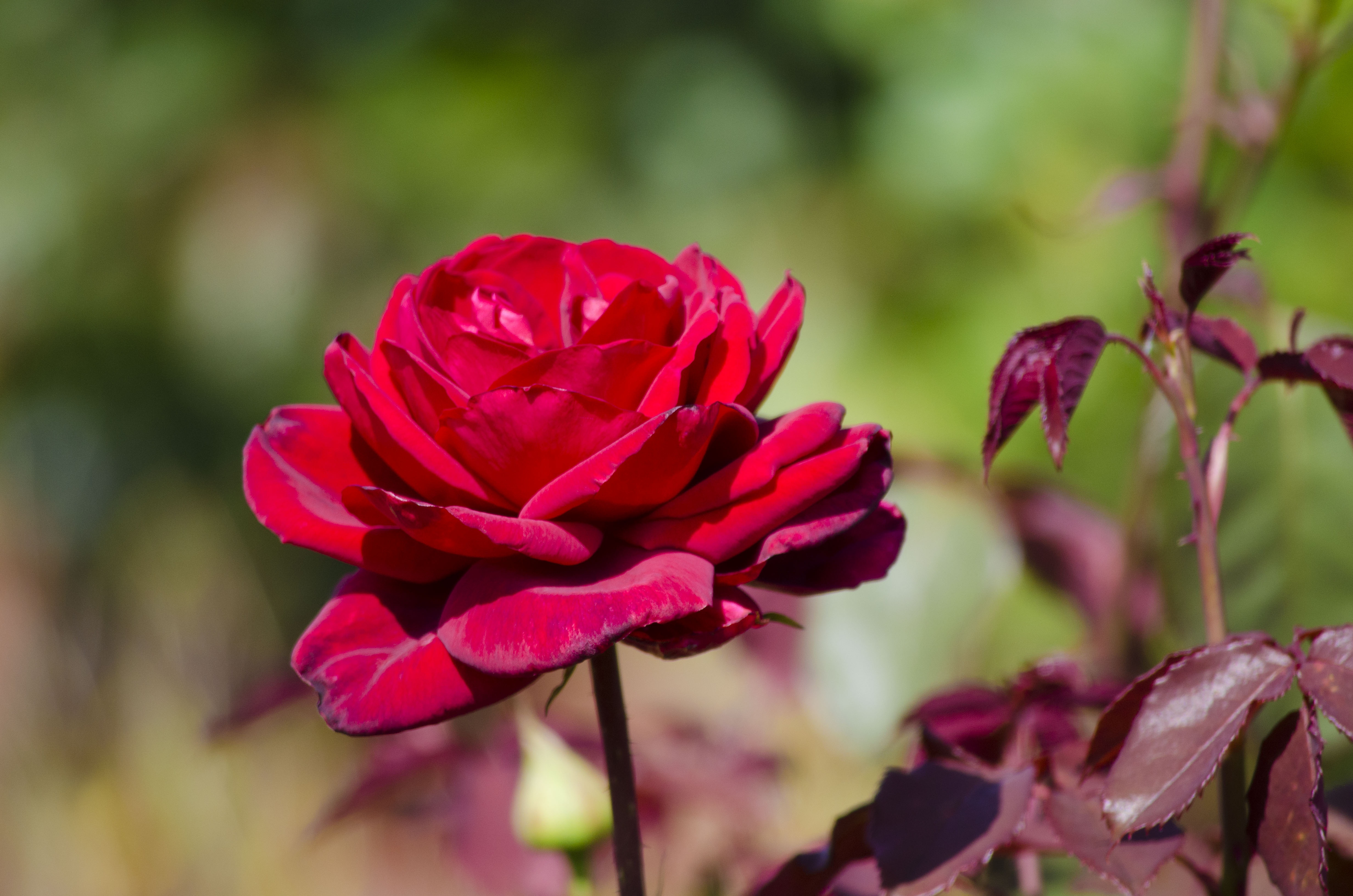Rose Flower Bloom free image download