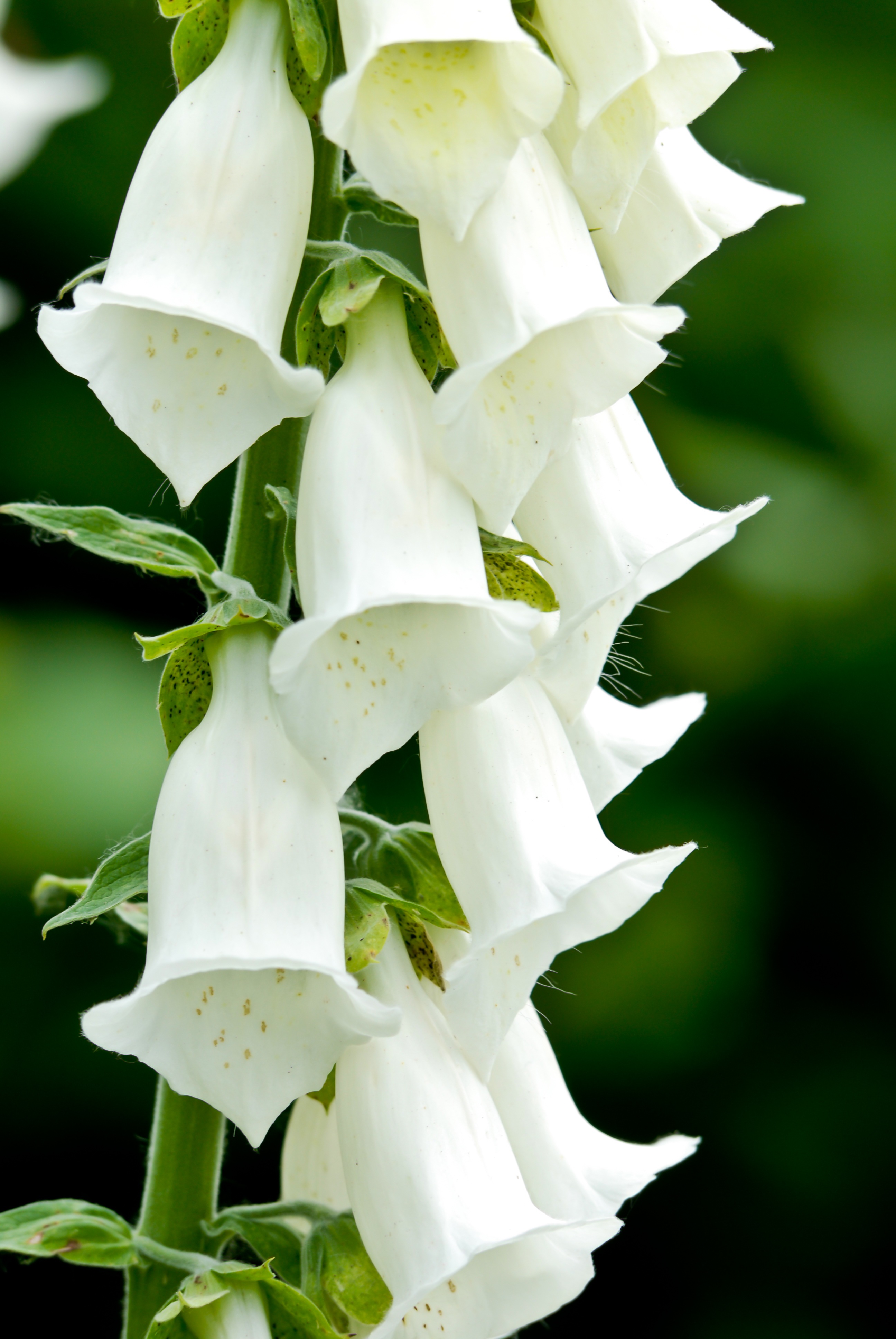 Wildflowers Forest Nature free image download