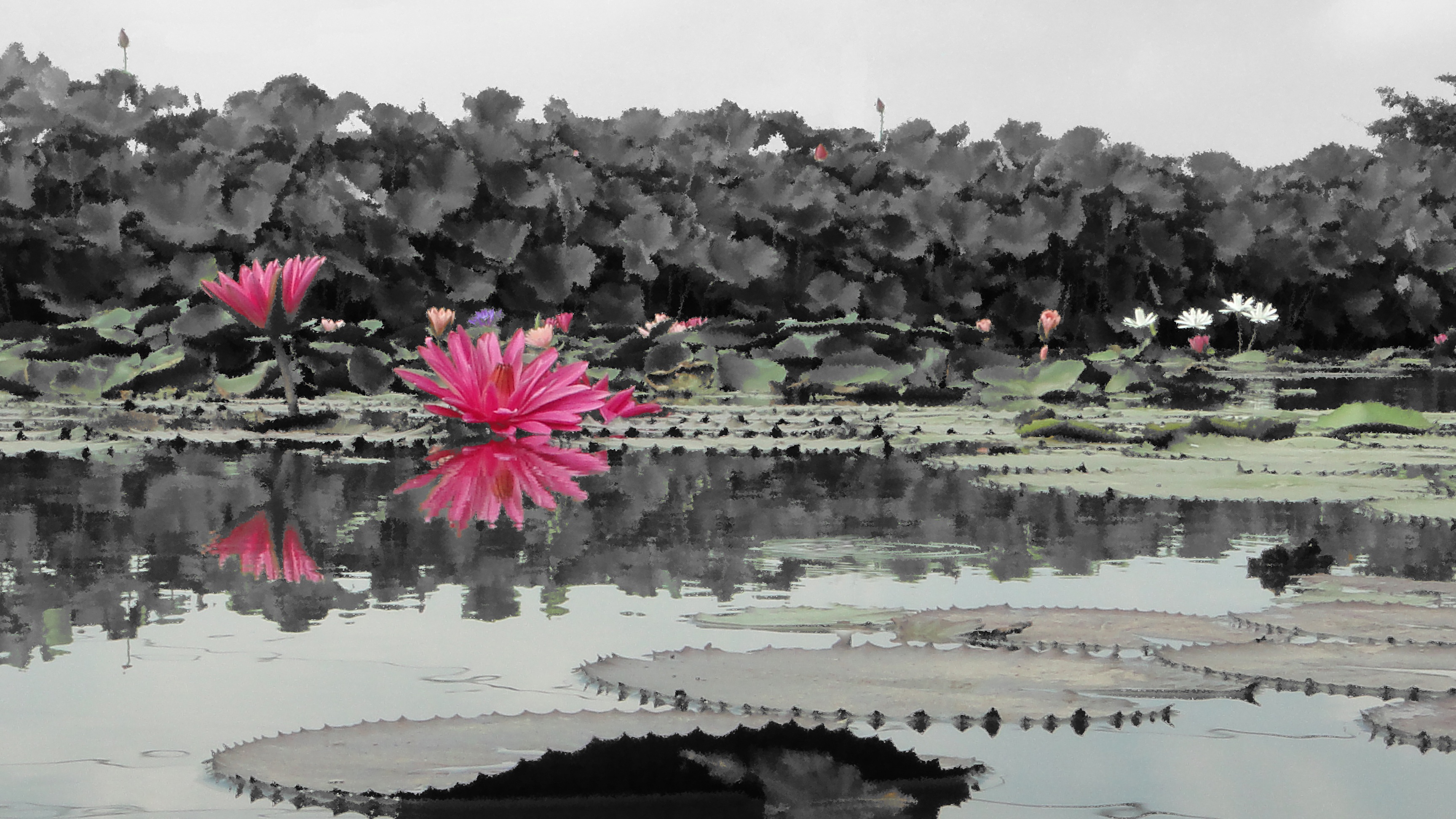 Flower Nymphaea Alba free image download