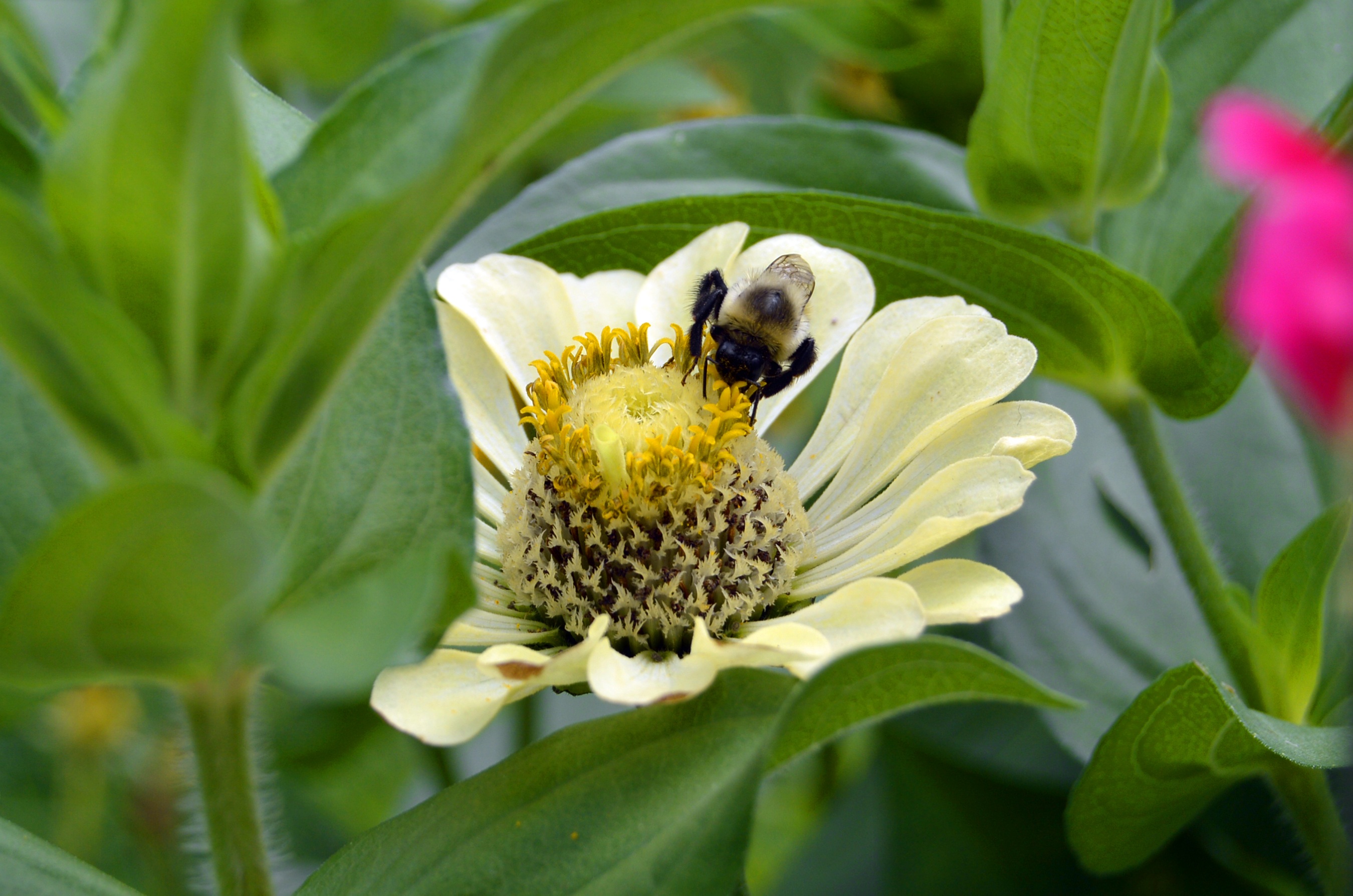 Bee Bumblebee Bumble free image download