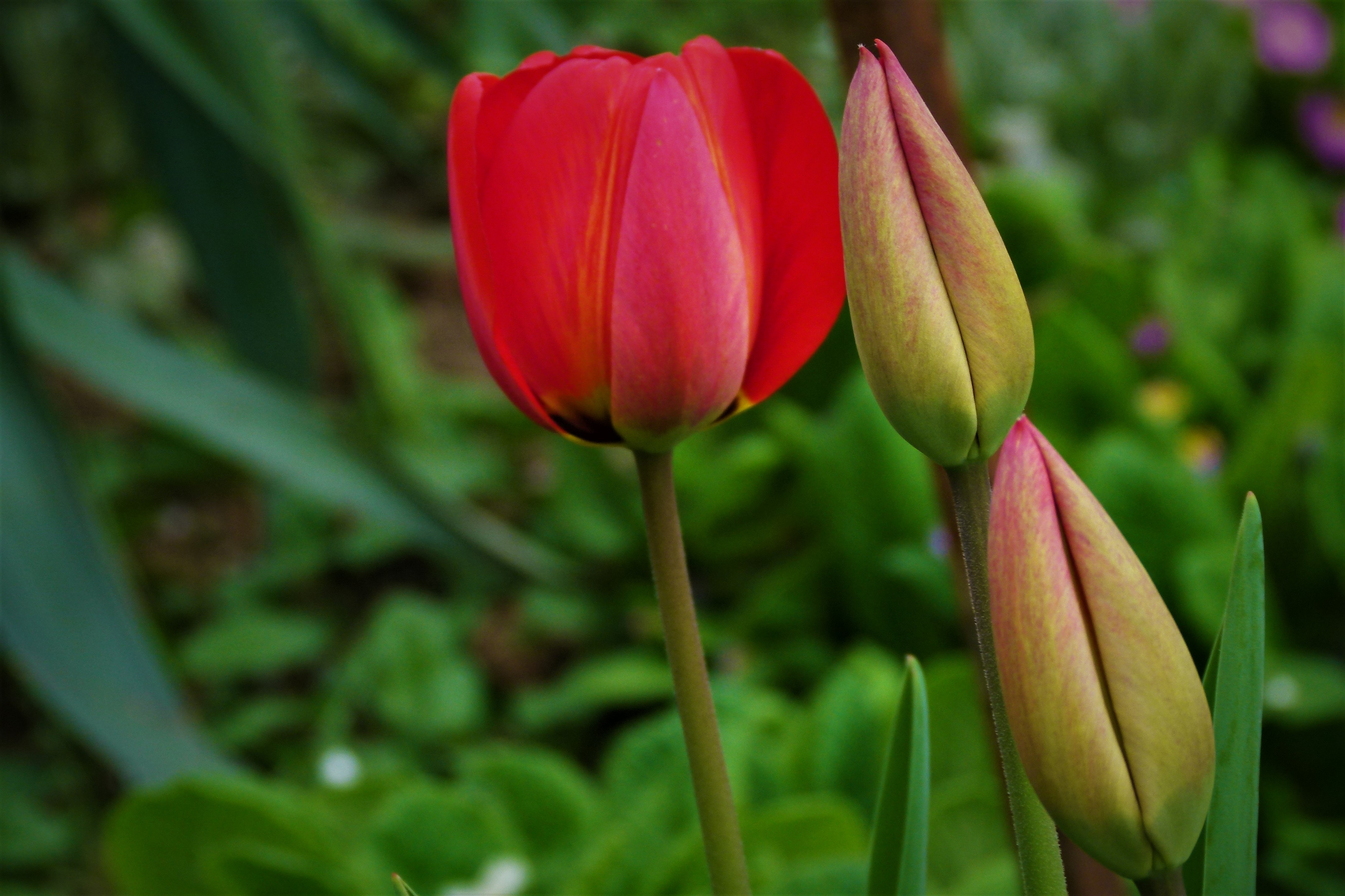 Tulip Tulips Bud free image download