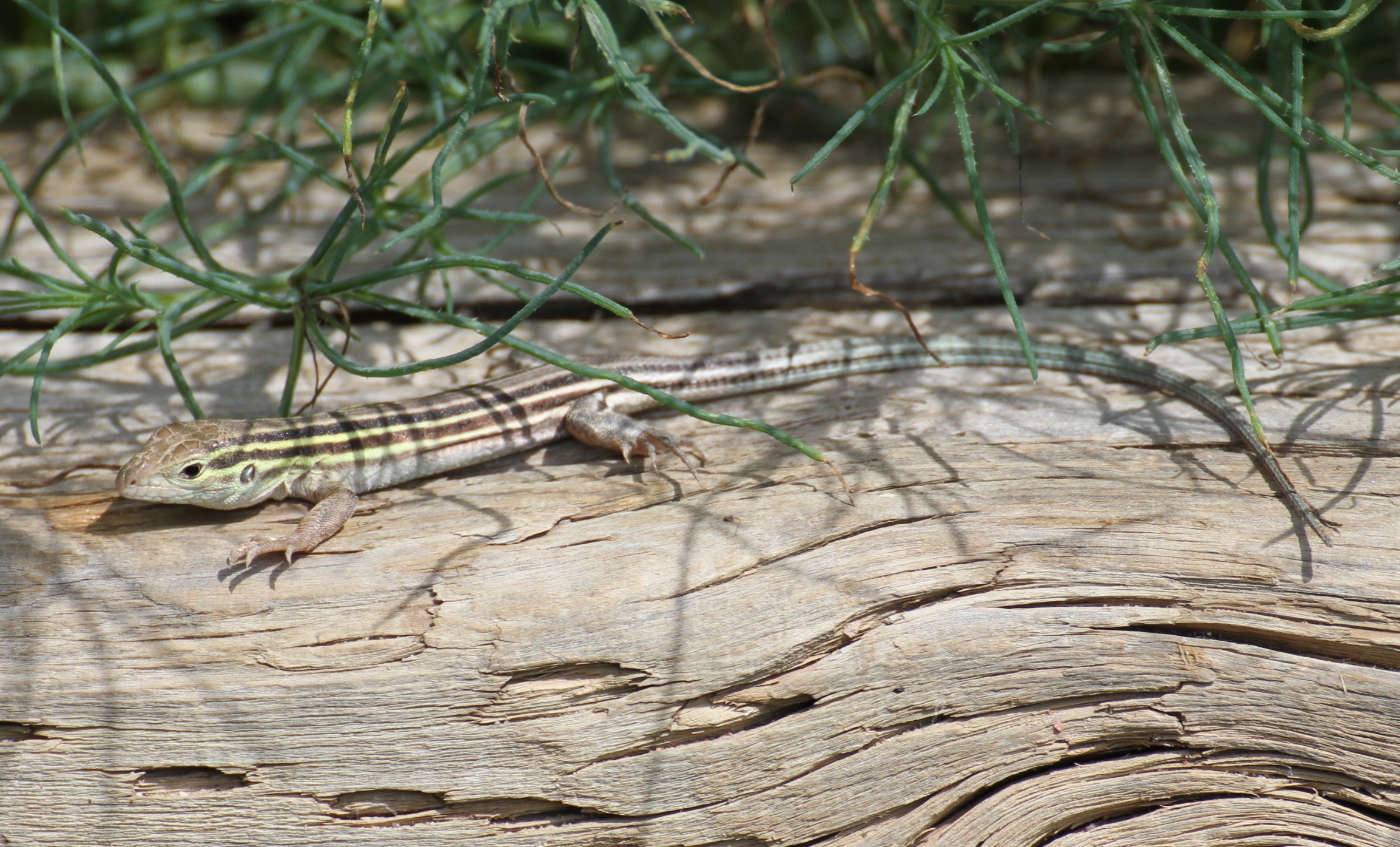 Lizard Six-Lined Racerunner Nature free image download