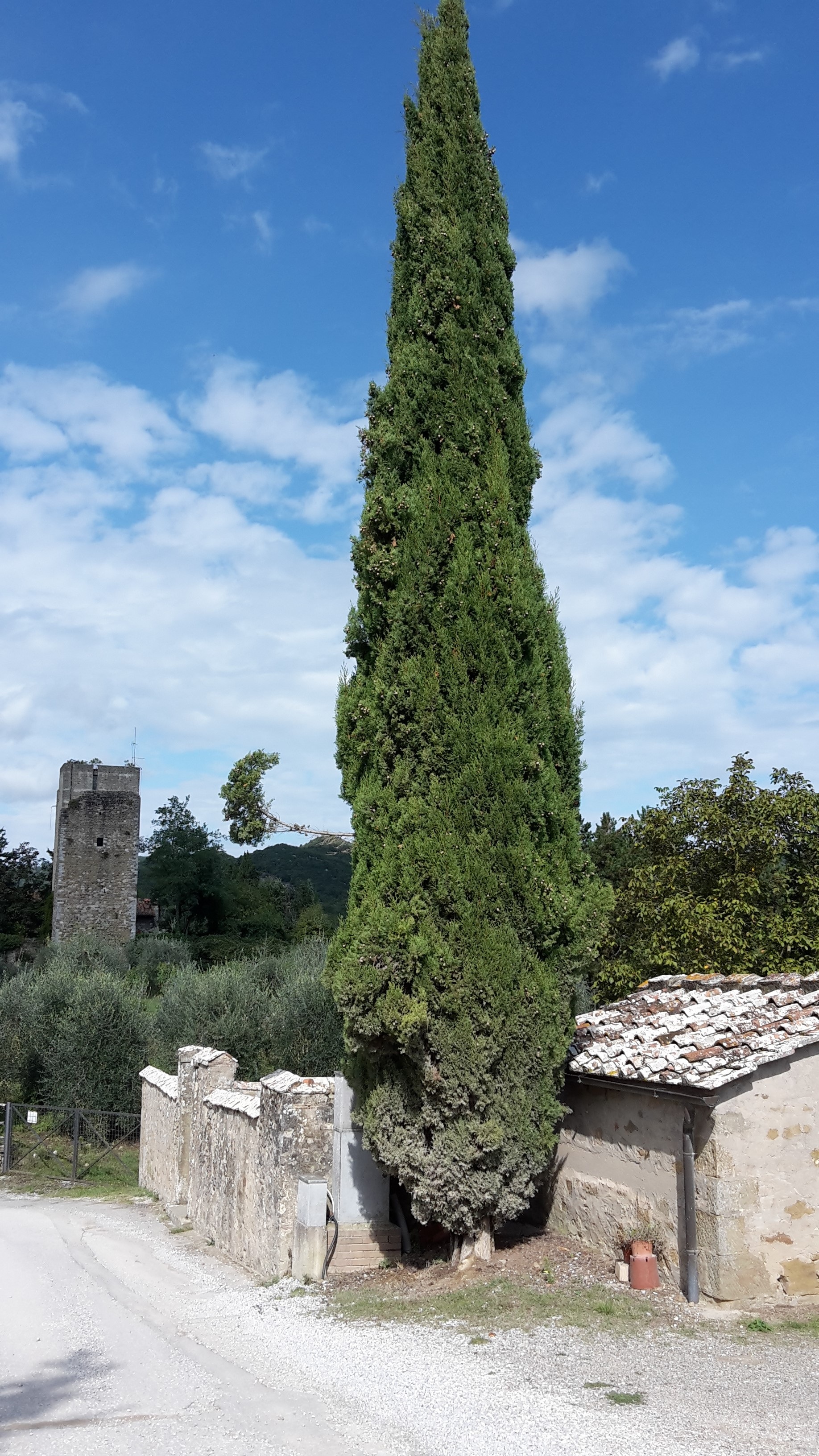 Cypress Tree Real Italian free image download