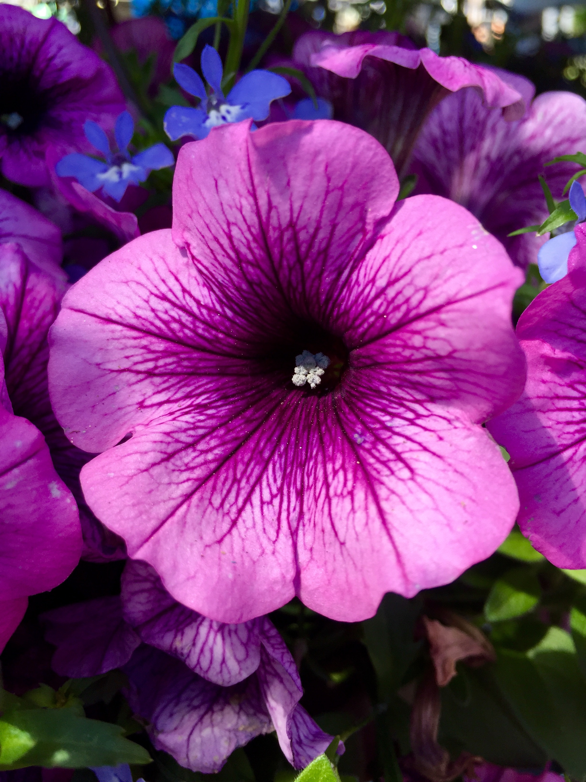 Purple Flower Violet free image download