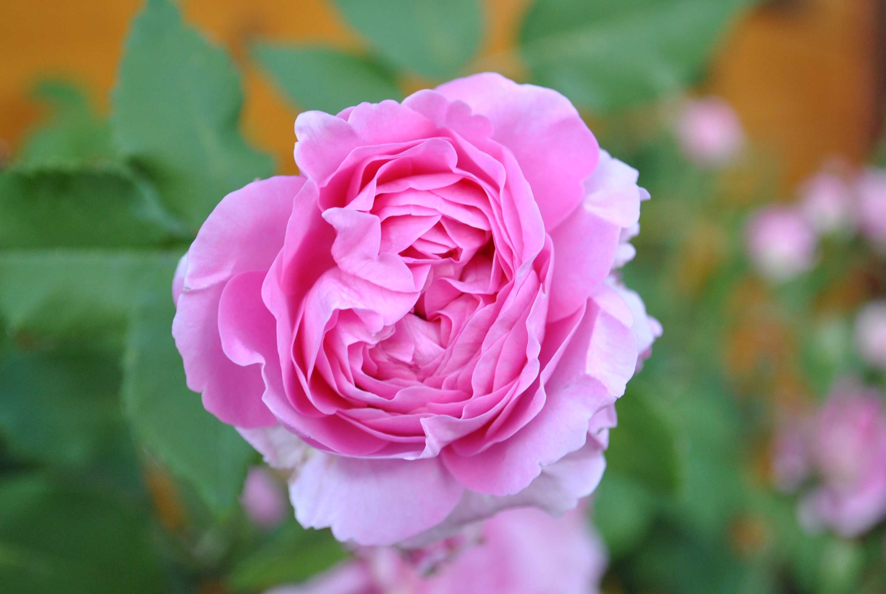 Poland Village Flowers Nature free image download